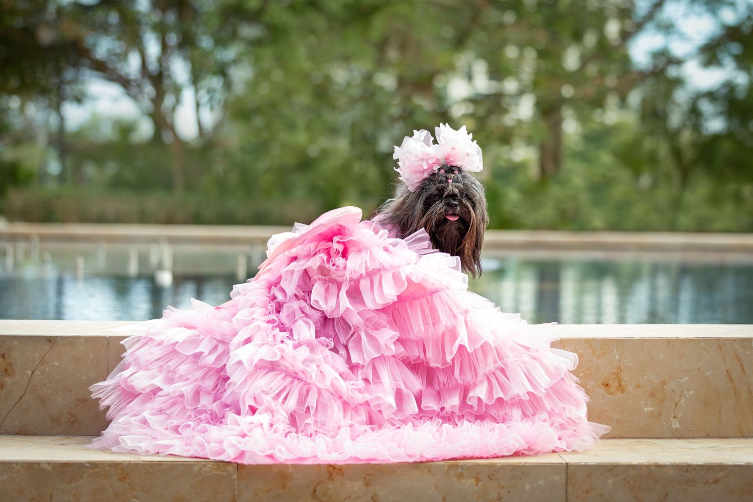 FOTOS COMERCIALES - ANA ABDO FOTOGRAFÍA CANINA