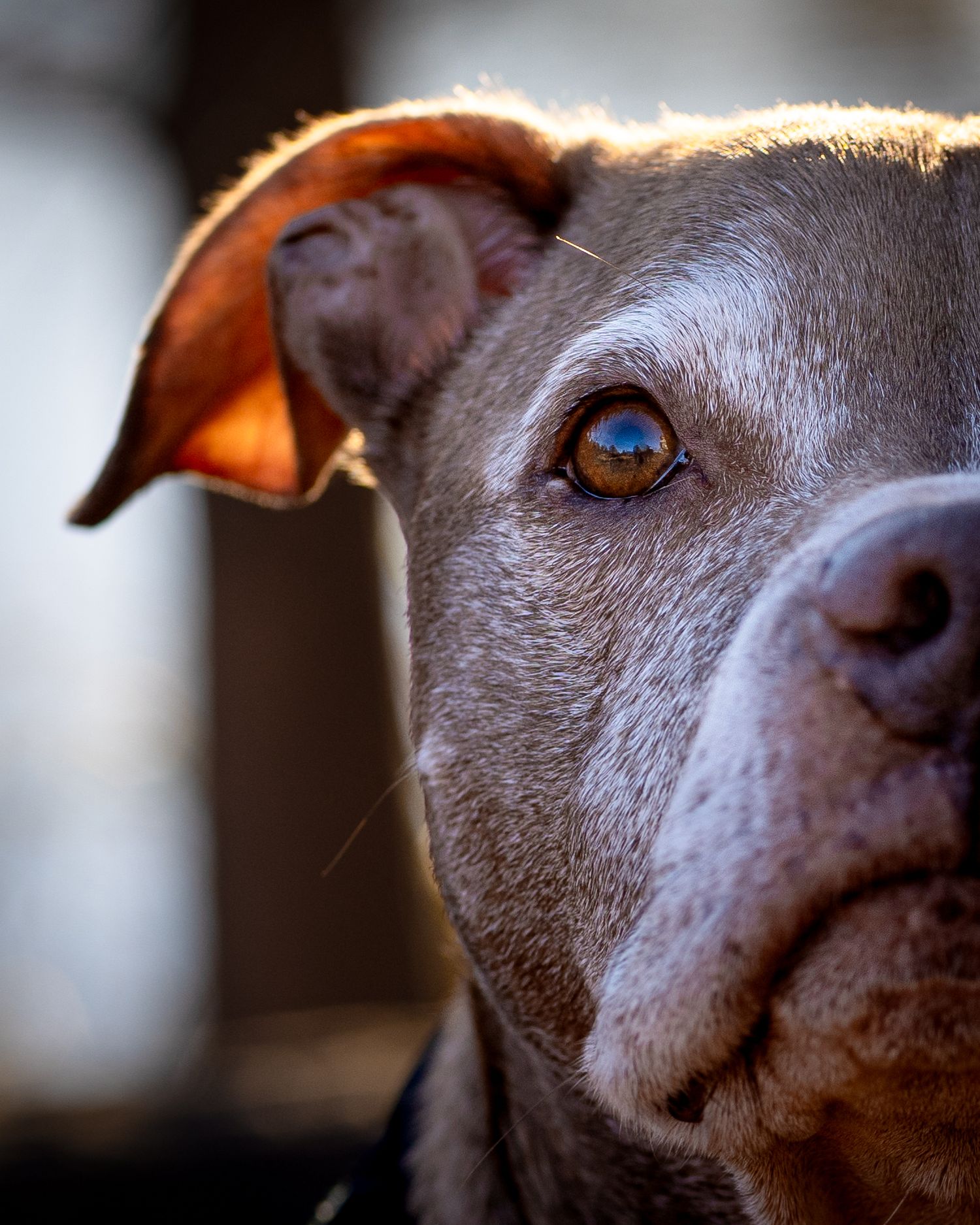 Pets - Dani Ray Photography