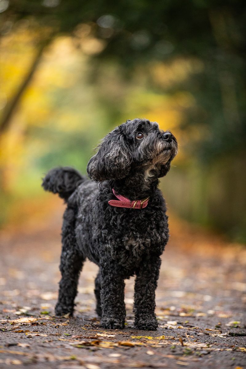 Bethan & Bailey - Imogen Moon ABIPP - Equine & Dog Photographer In Derbyshire