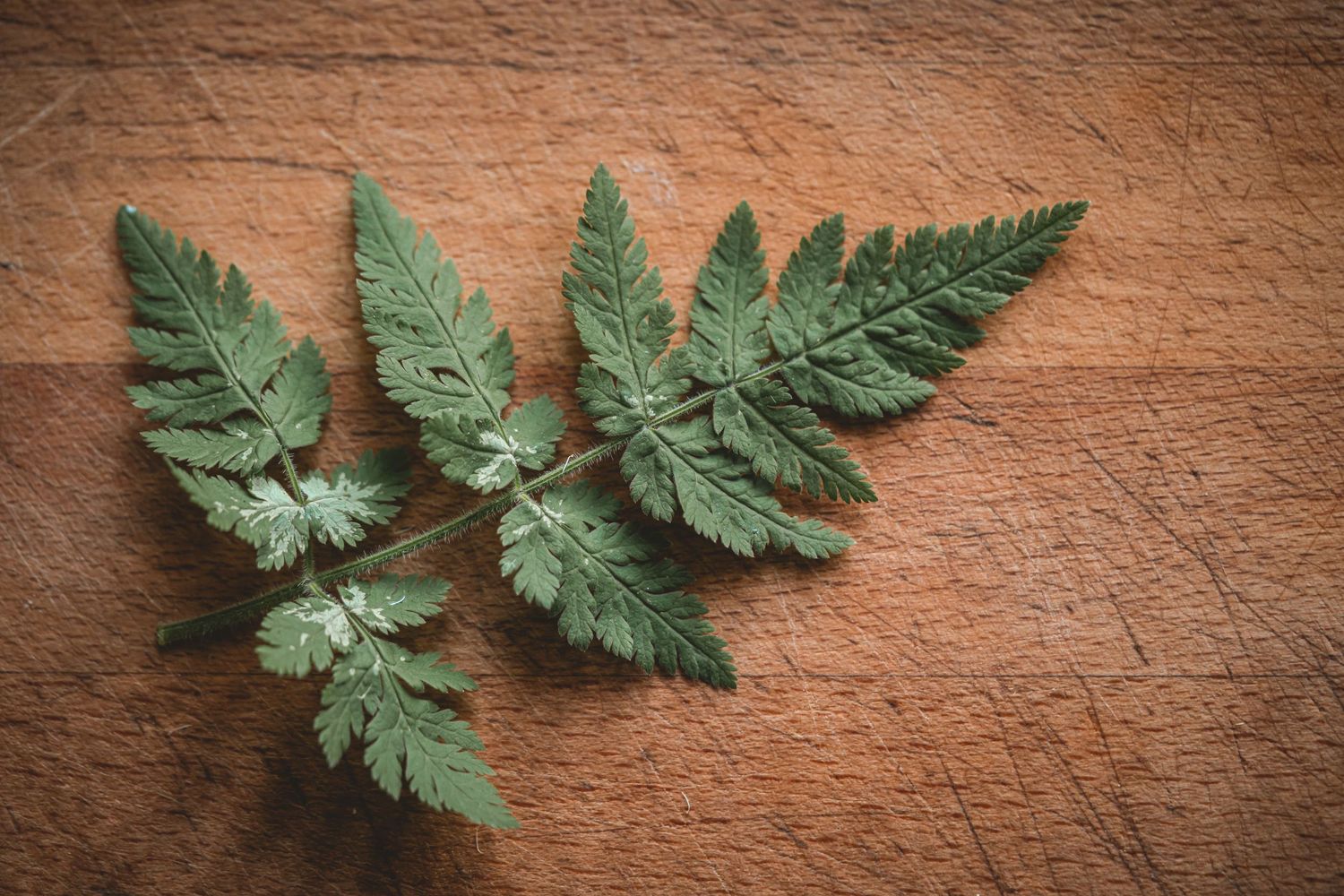 The Apiaceae (Celery) Family - The Grizzly Forager: The Definitive ...