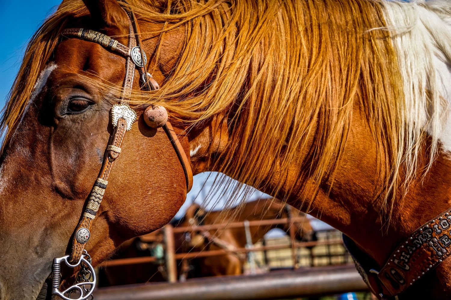 Mounted Shooting - Lil Redd's Photography