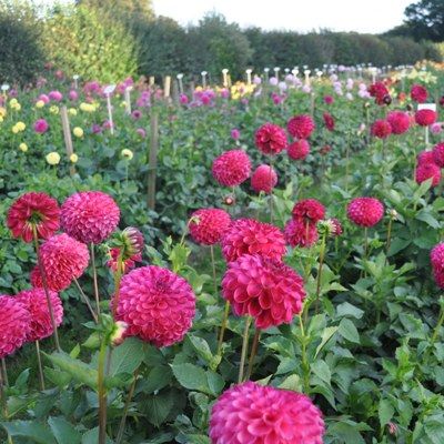 Dahlias - Ruby Moon