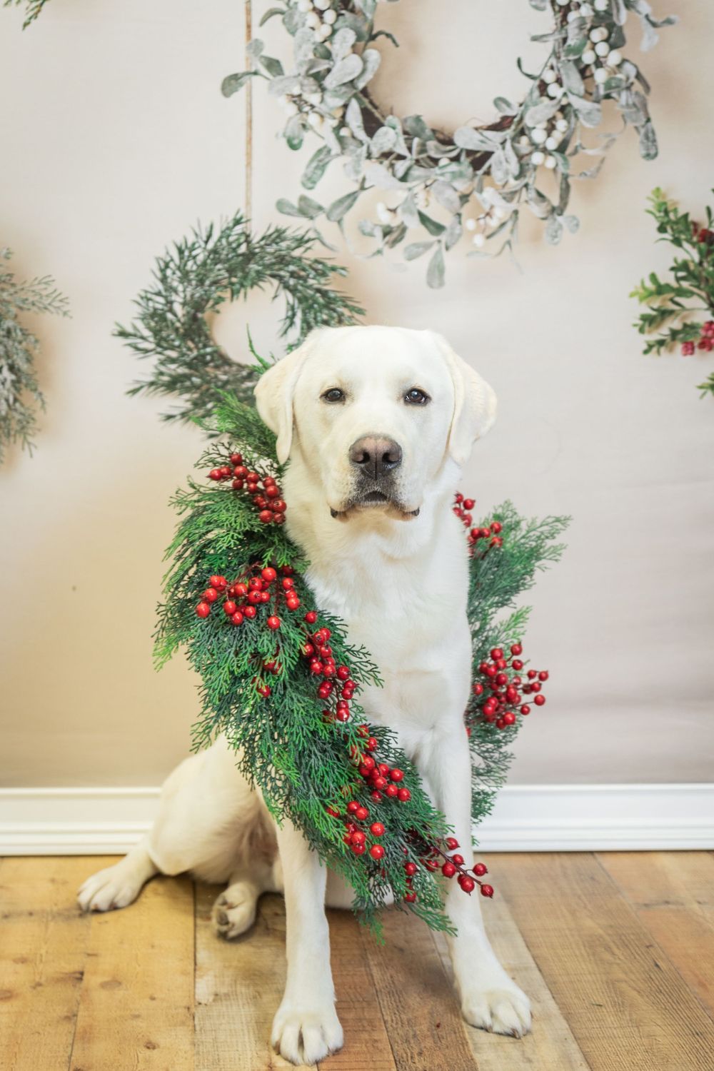 Fur Babies - Julie Muir Photography