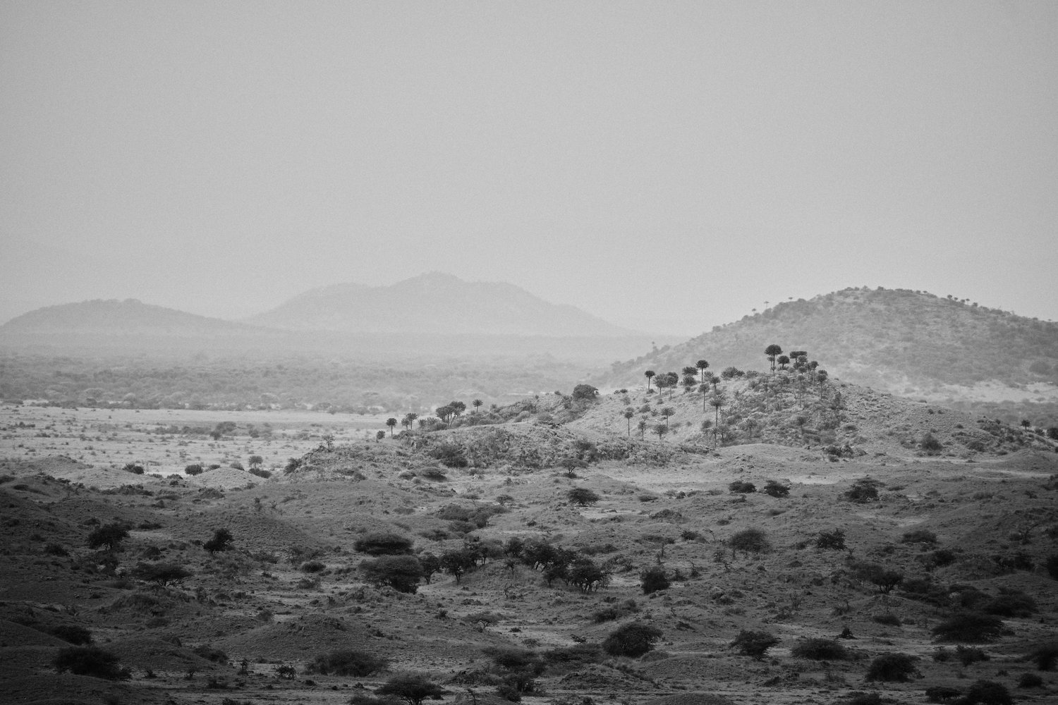 Black & white - Robert Frick