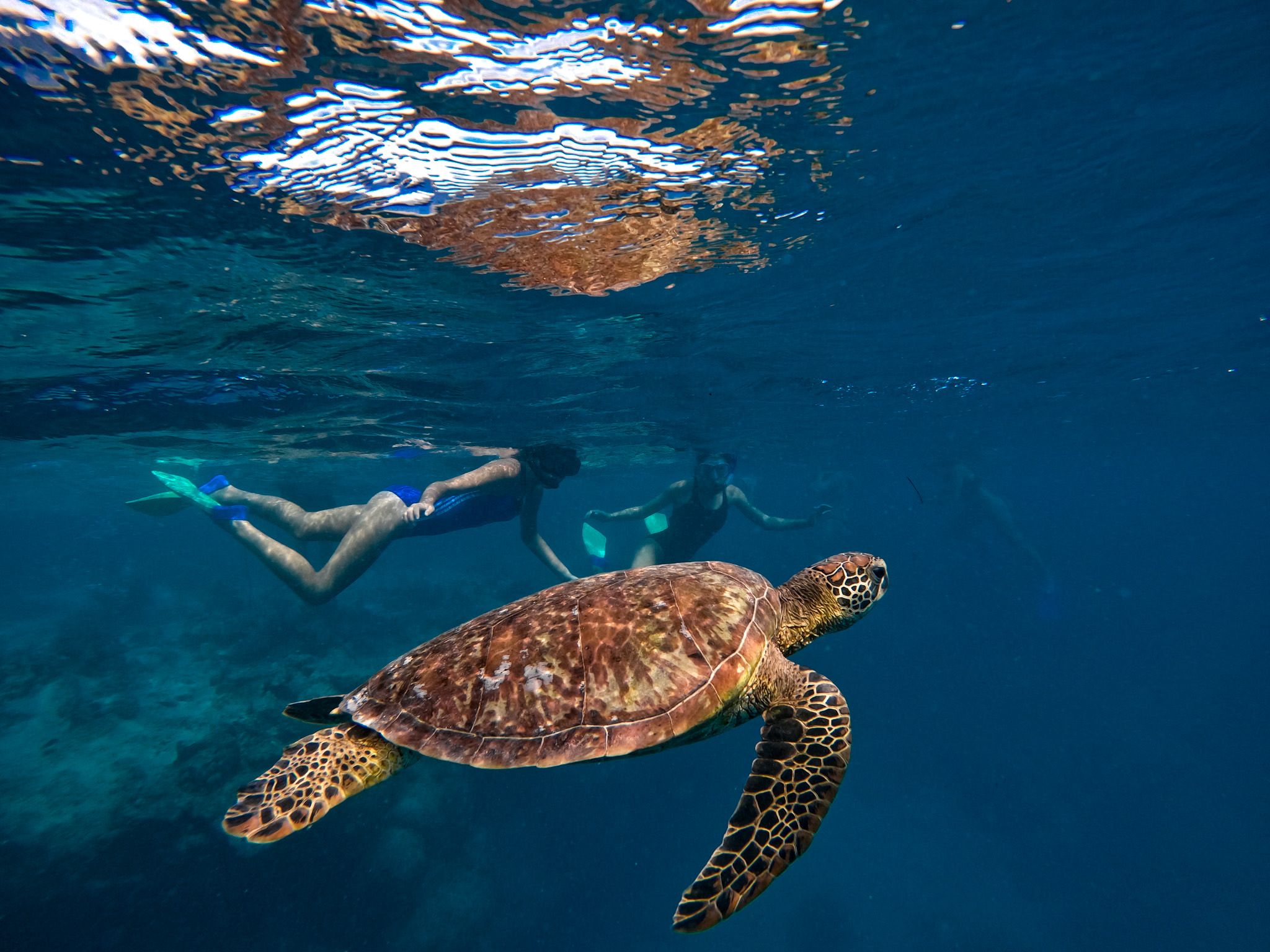 Go Local Cook Islands | Rarotonga's Best Turtle Tour