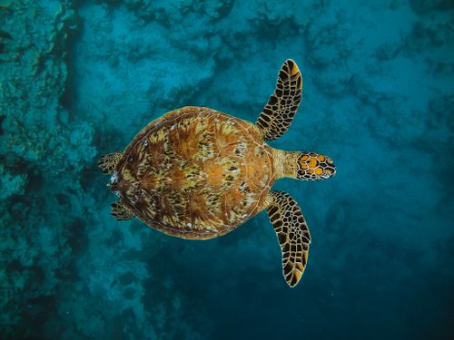 Go Local Cook Islands | Rarotonga's Best Turtle Tour