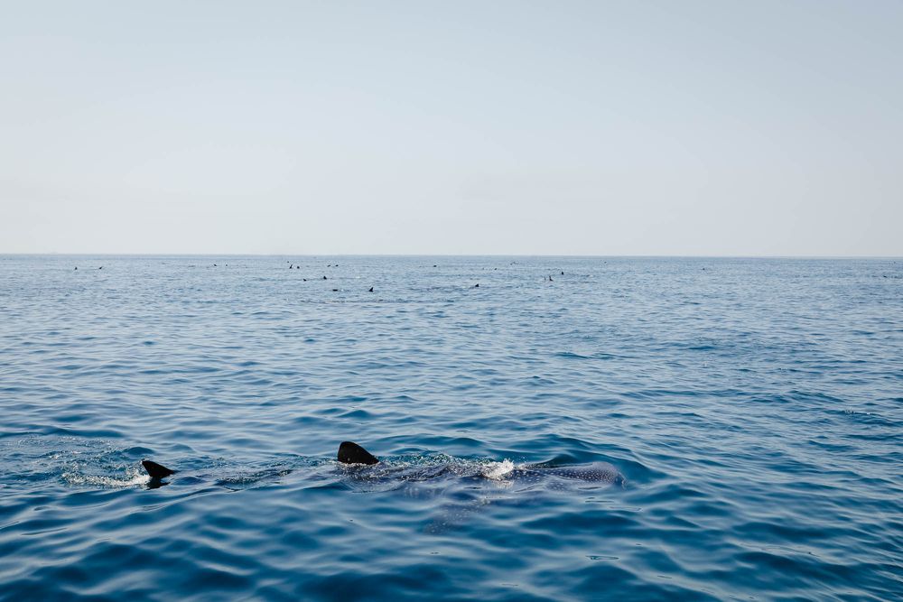 Out & About with the Whale Sharks of Qatar - Karen Dexter Photography