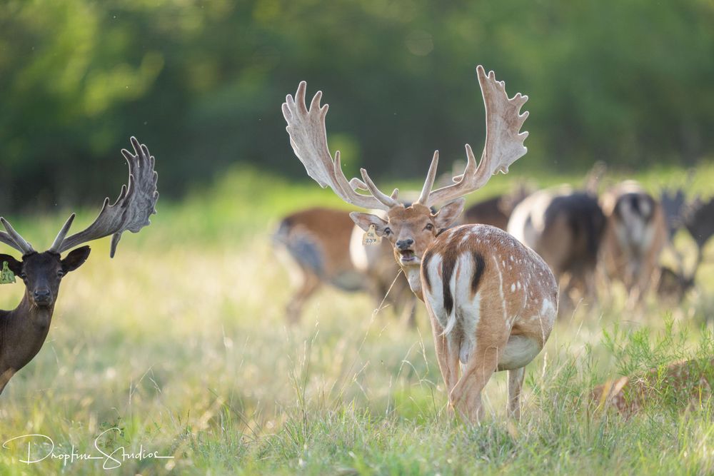 Fallow Breeders - Sola Fe Ranch