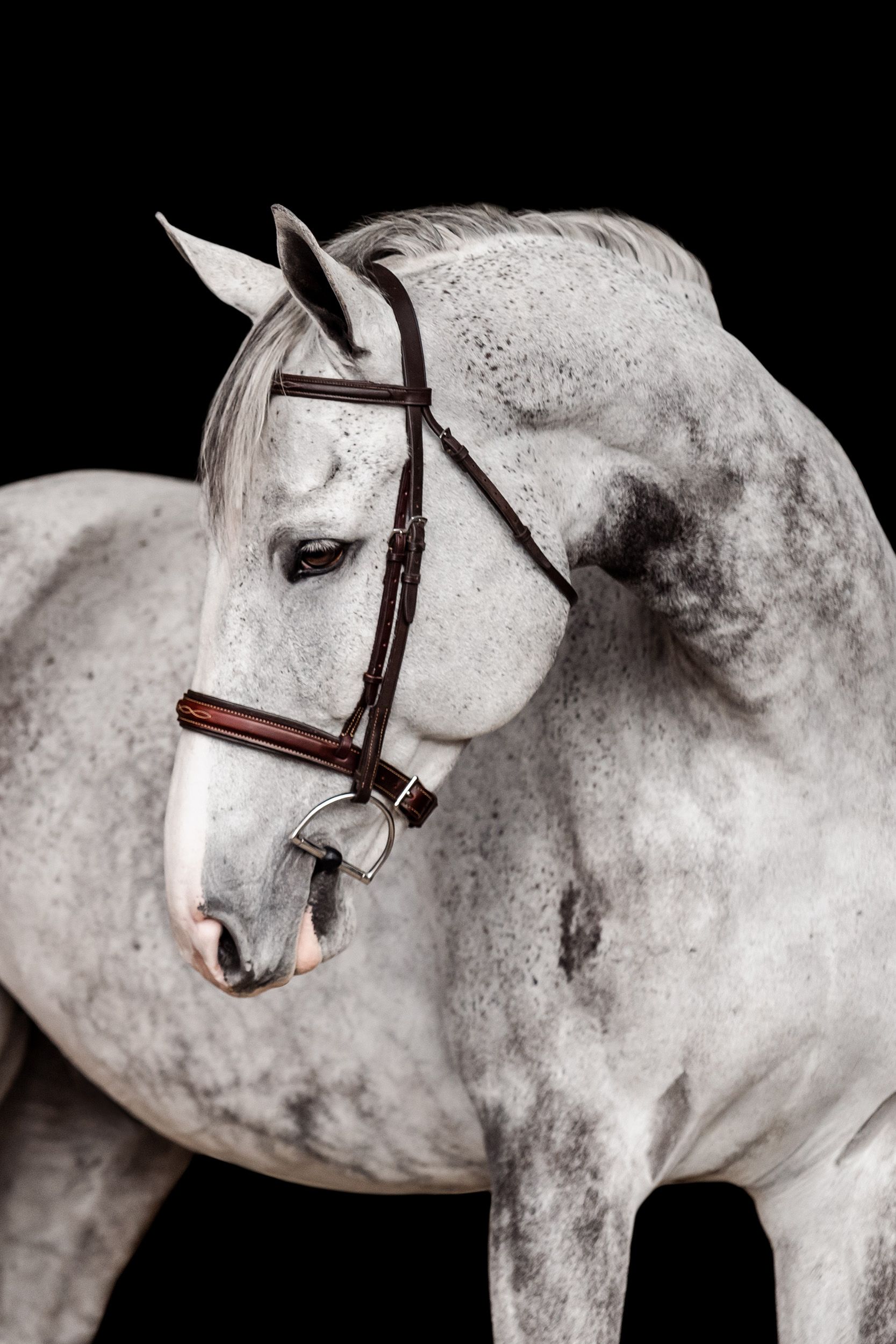 How to Prep for your Session | Bridle vs. No Bridle - Buffalo, WNY ...