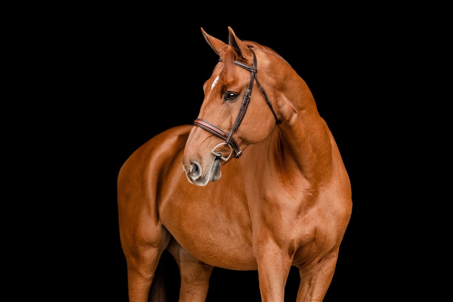 The Horses of Duffy-Housel Group Inc. | Black Background Portraits ...