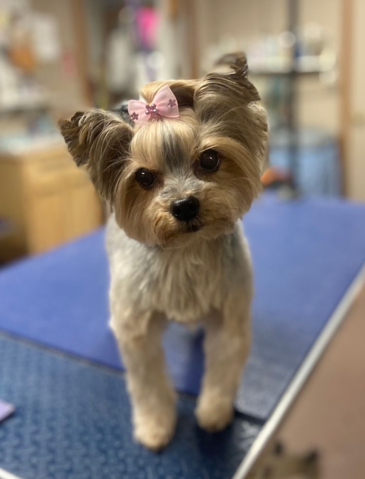 Services - Bark Easy Pet Grooming