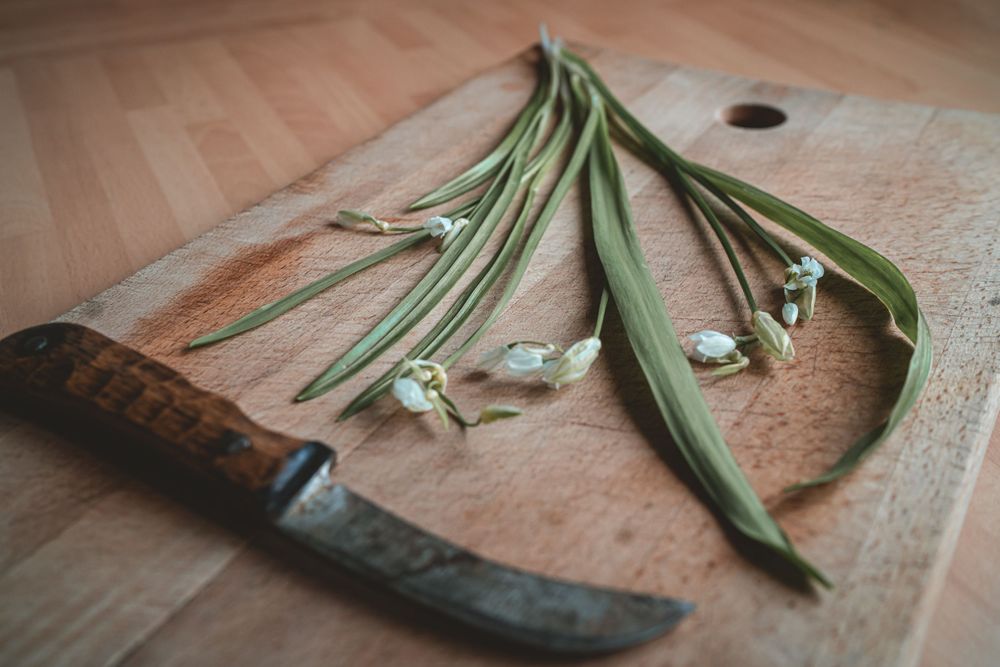 Wild Leek - The Grizzly Forager: The Definitive Guide to Foraging with Kids