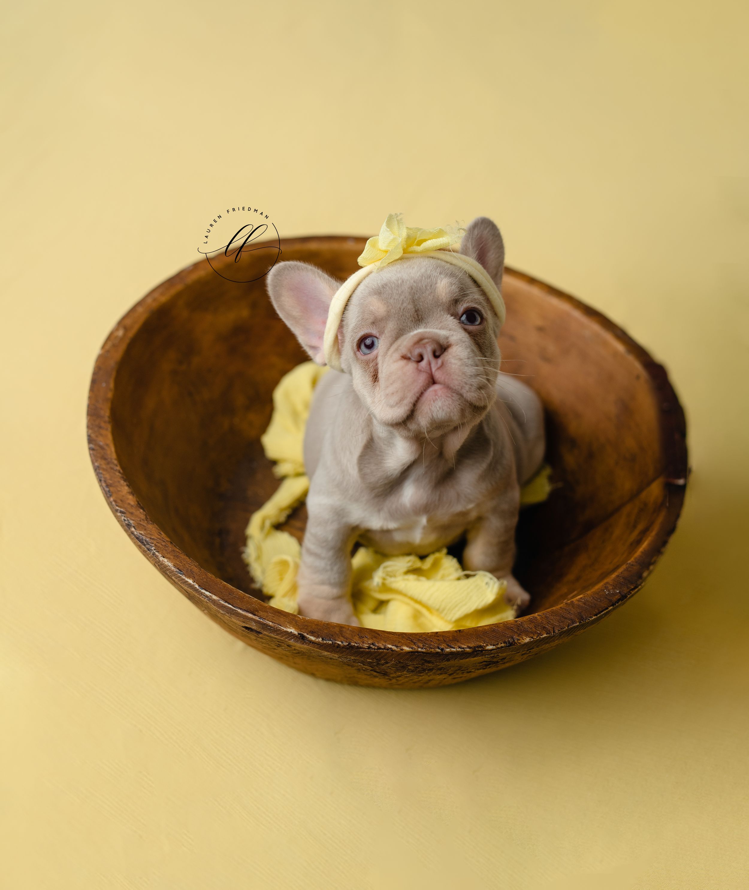 Frenchie Girls - Lauren Friedman Photos