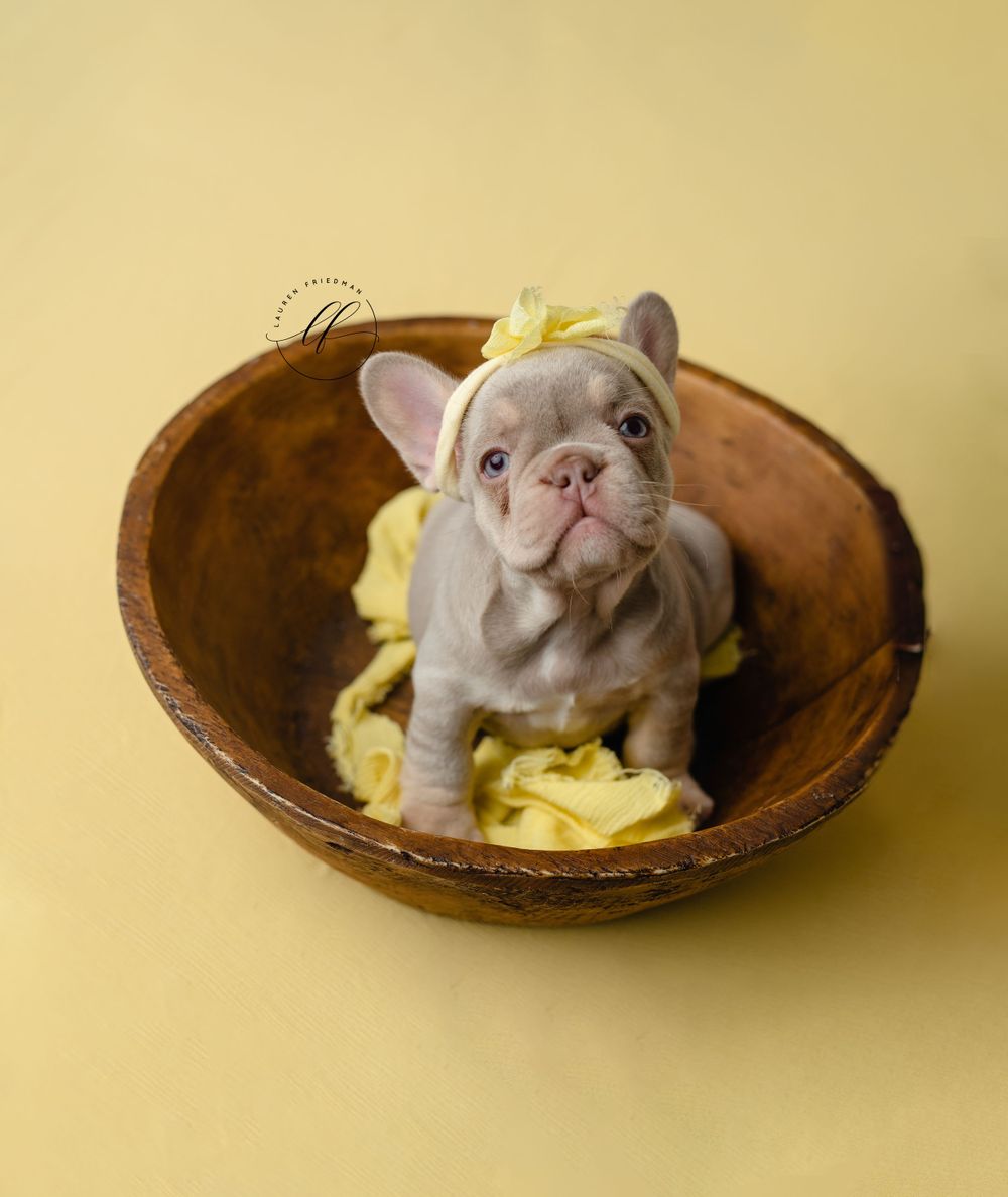 Frenchie Girls - Lauren Friedman Photos