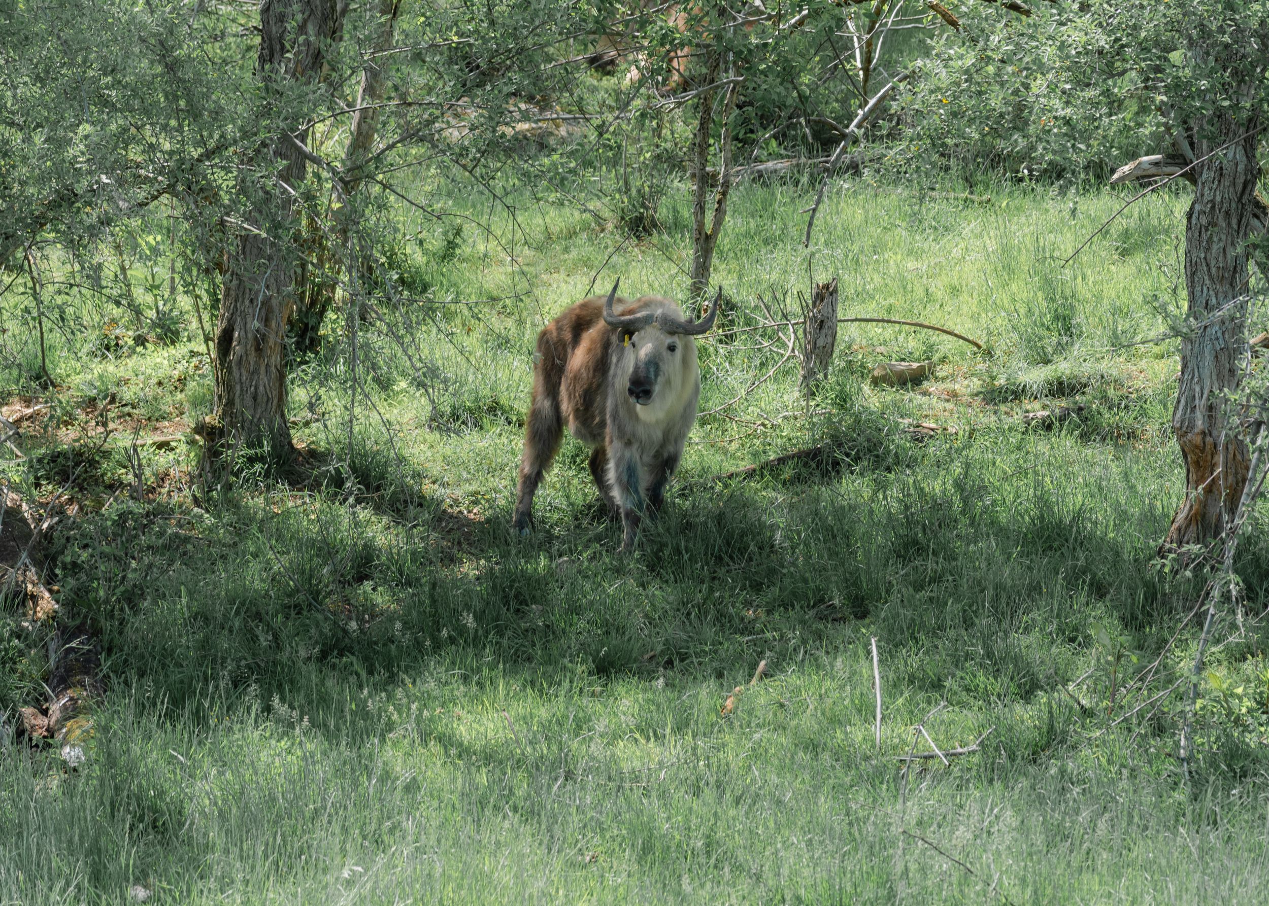 Photographing The Wilds - Katelyn Chef