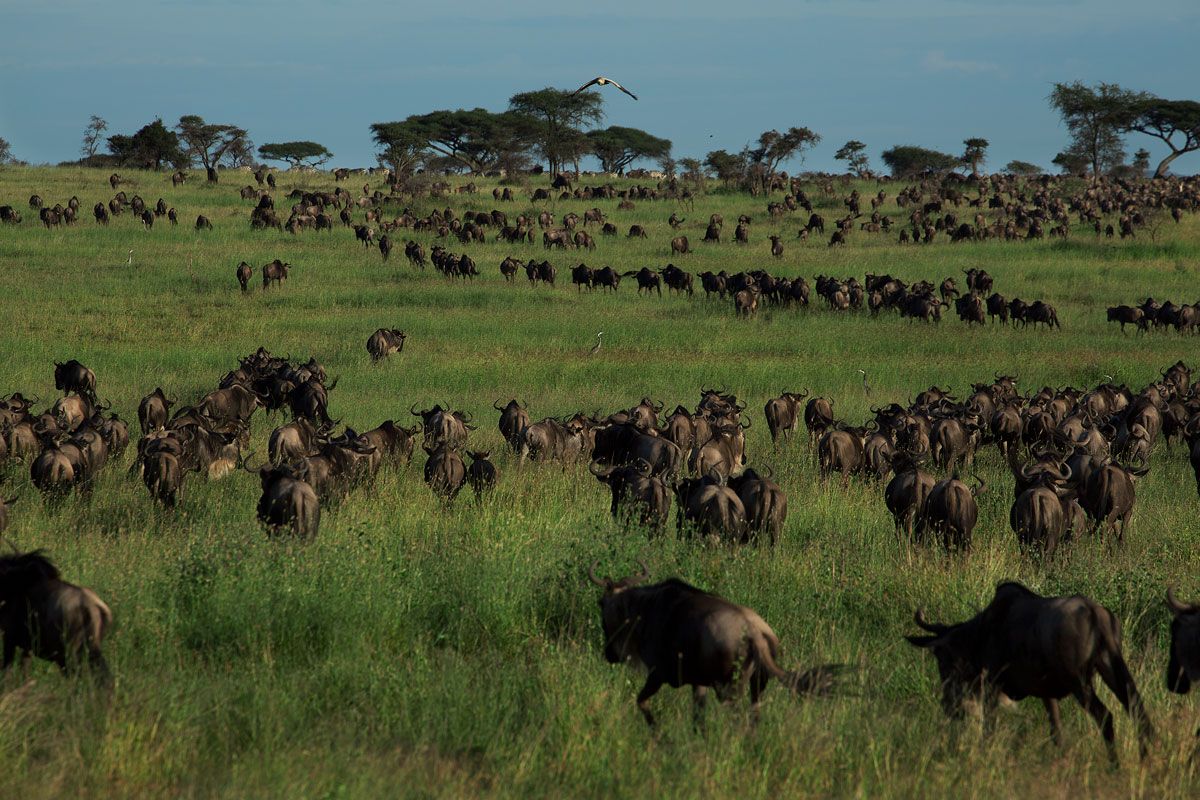 cultural tour in dr congo - The Image of Africa Ltd.