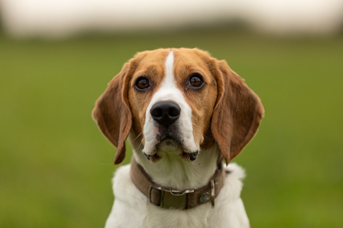 Charlotte & Tyga - Imogen Moon ABIPP - Equine & Dog Photographer In ...