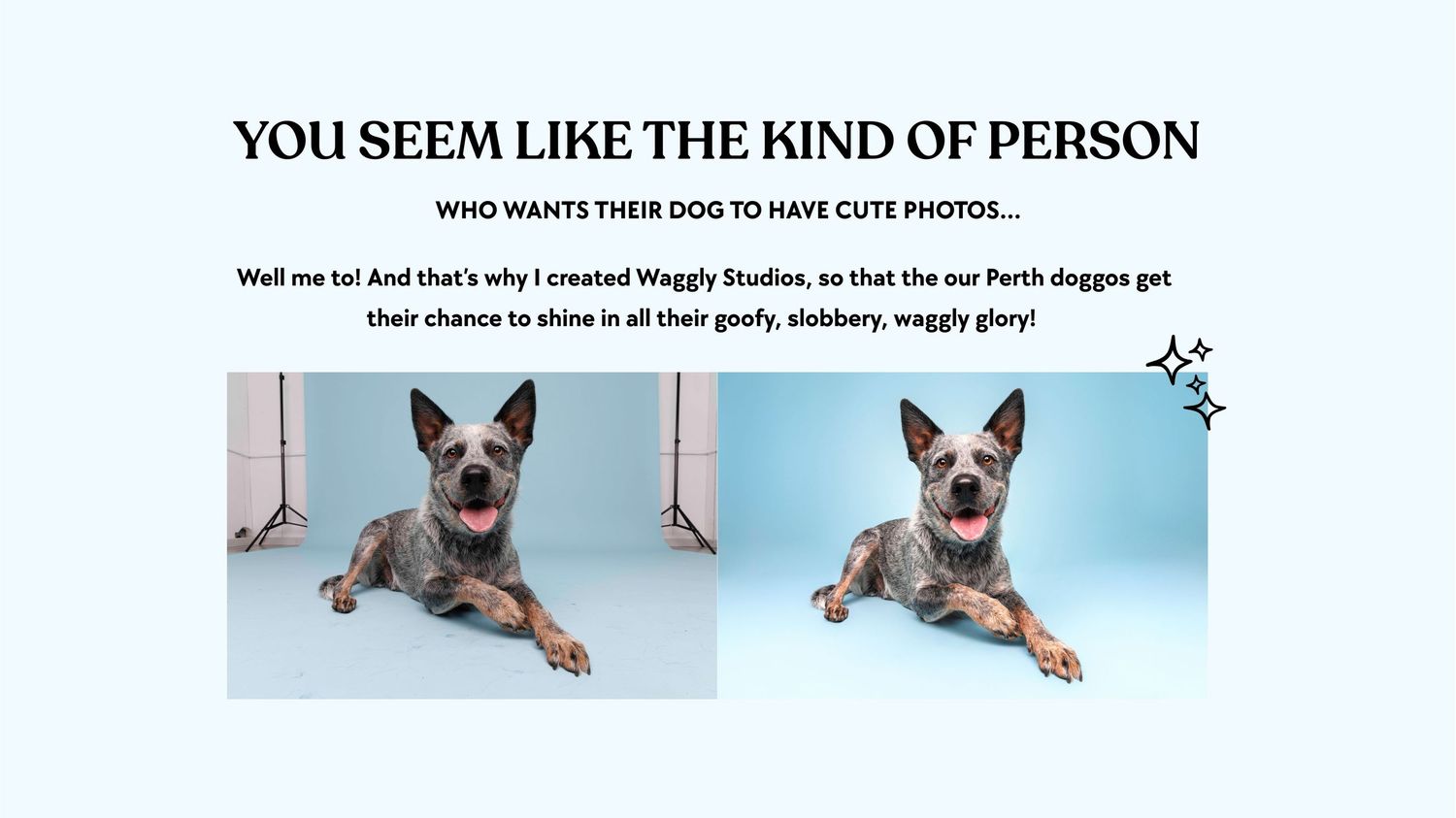 Testers - Perth dog photographer