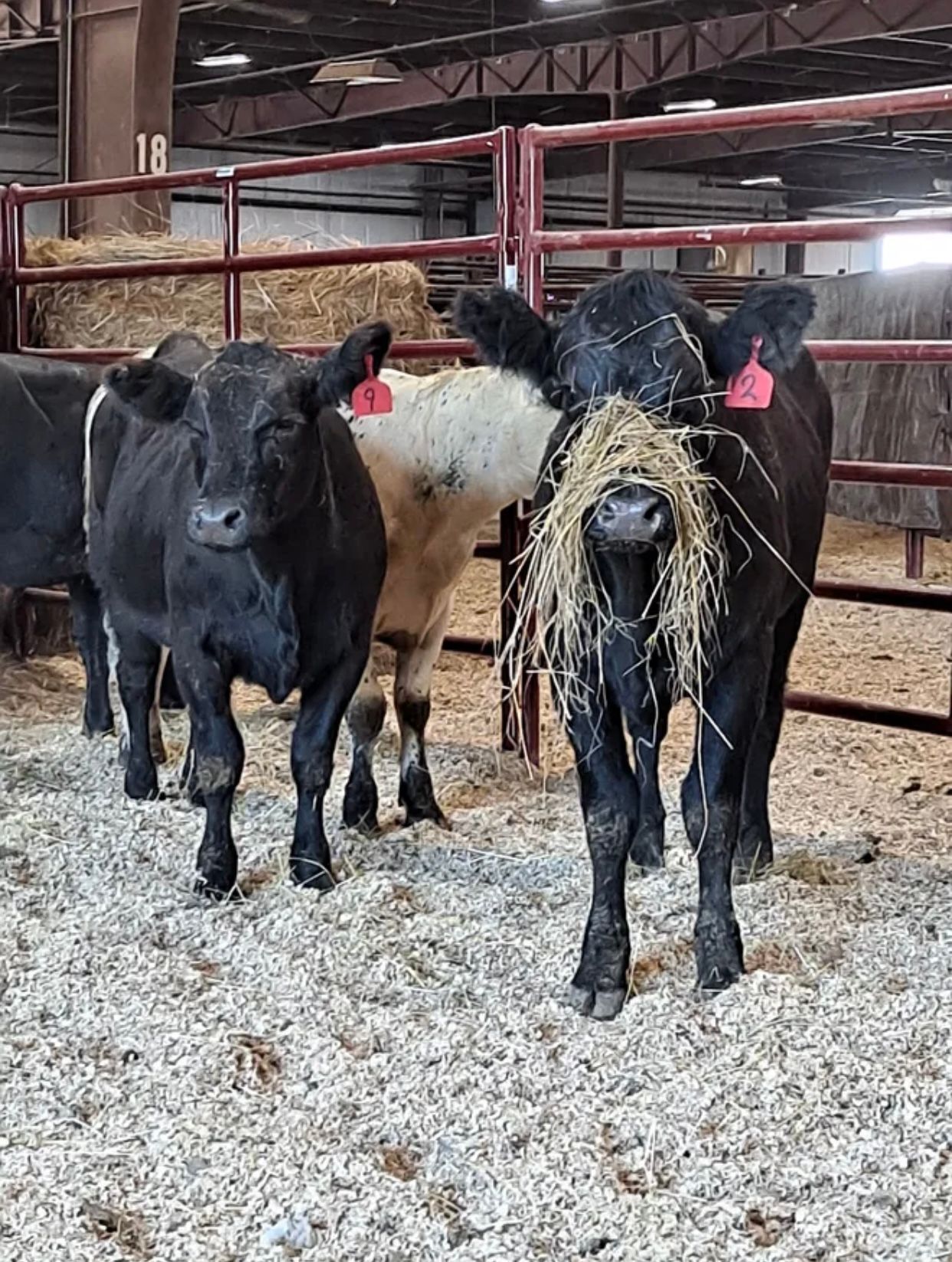 Indiana Ranch Horse Association