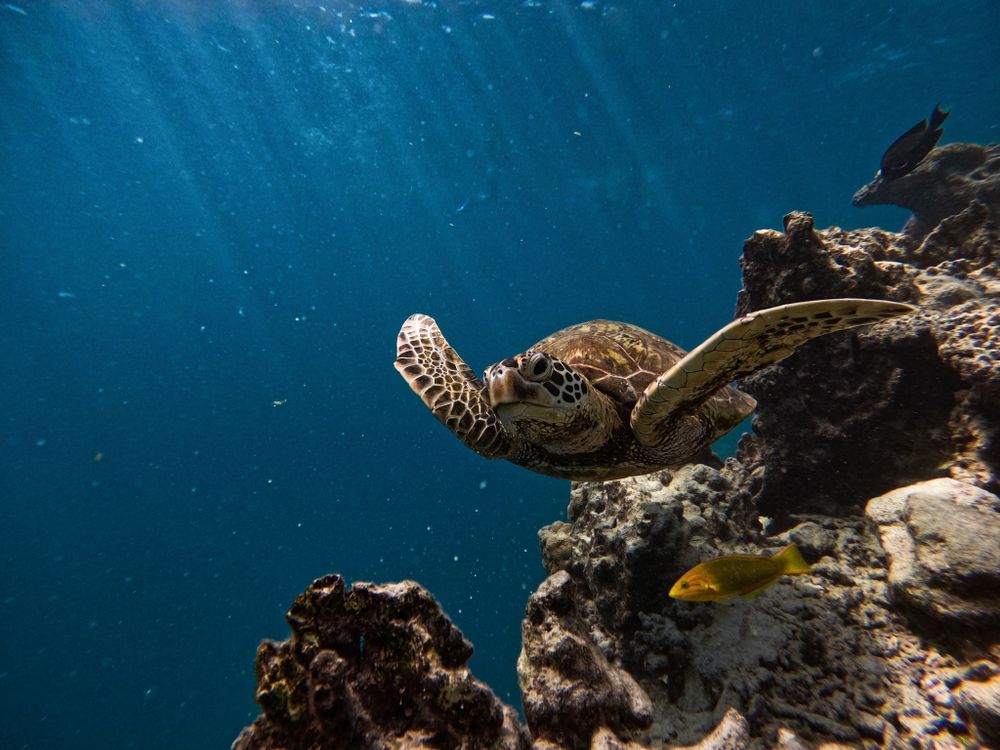 Go Local Cook Islands | Rarotonga's Best Turtle Tour