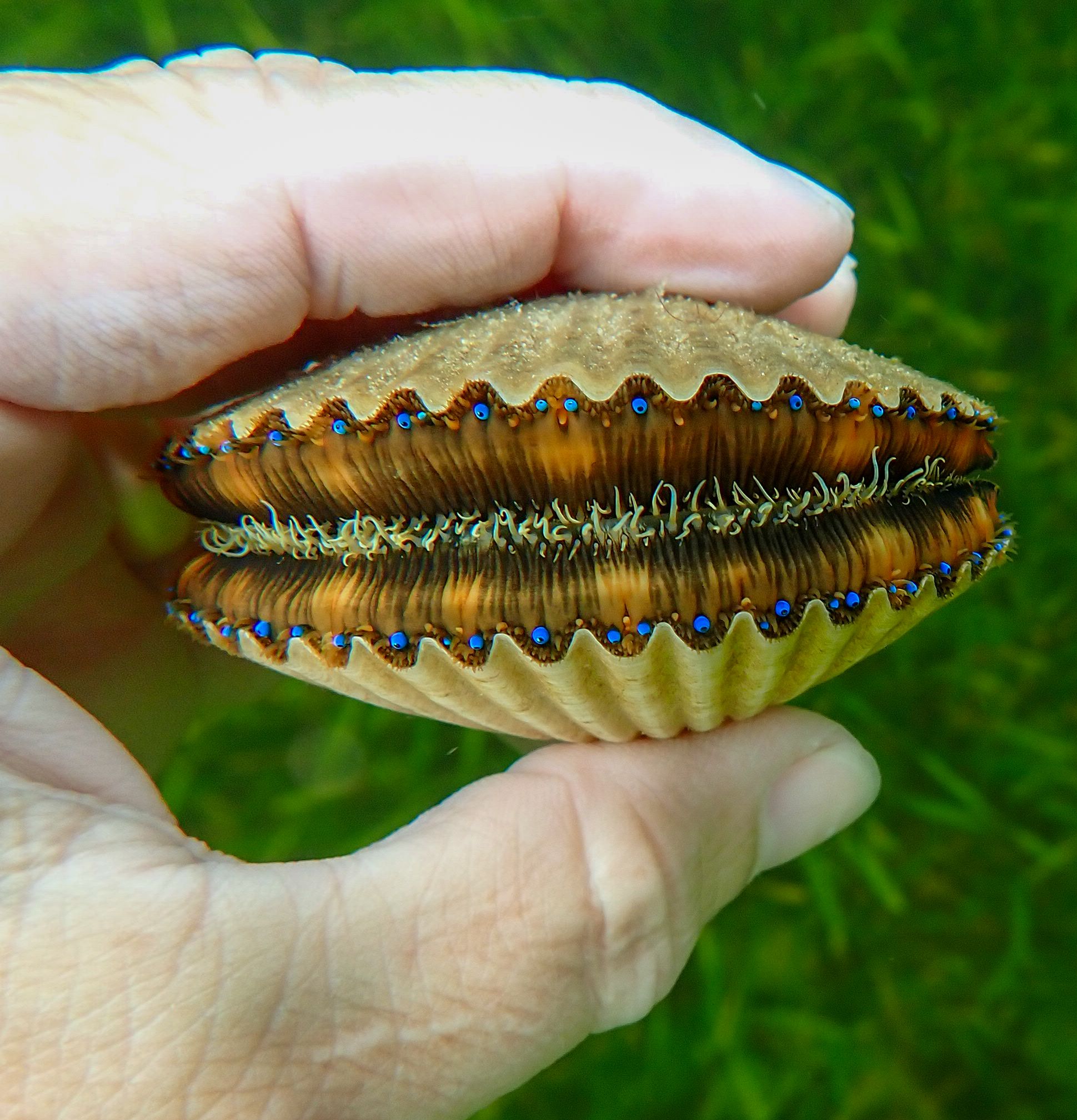 A Personal Connection to a Florida Past-time: Scallop Season - Heather ...