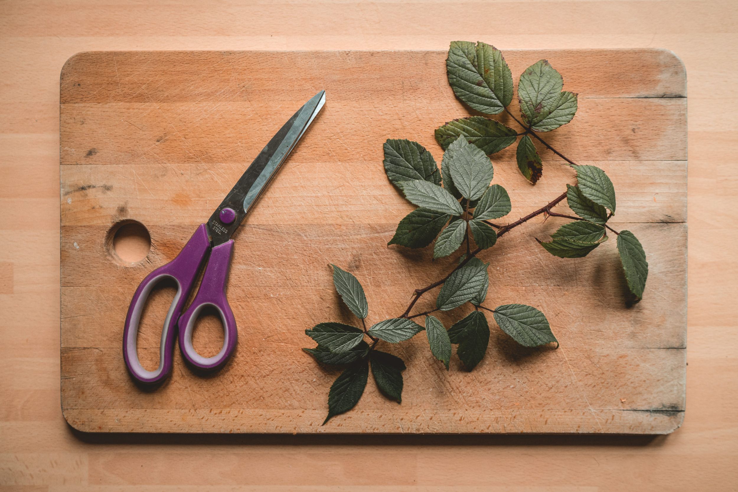 Foraging Equipment Essentials - The Grizzly Forager: The Definitive ...