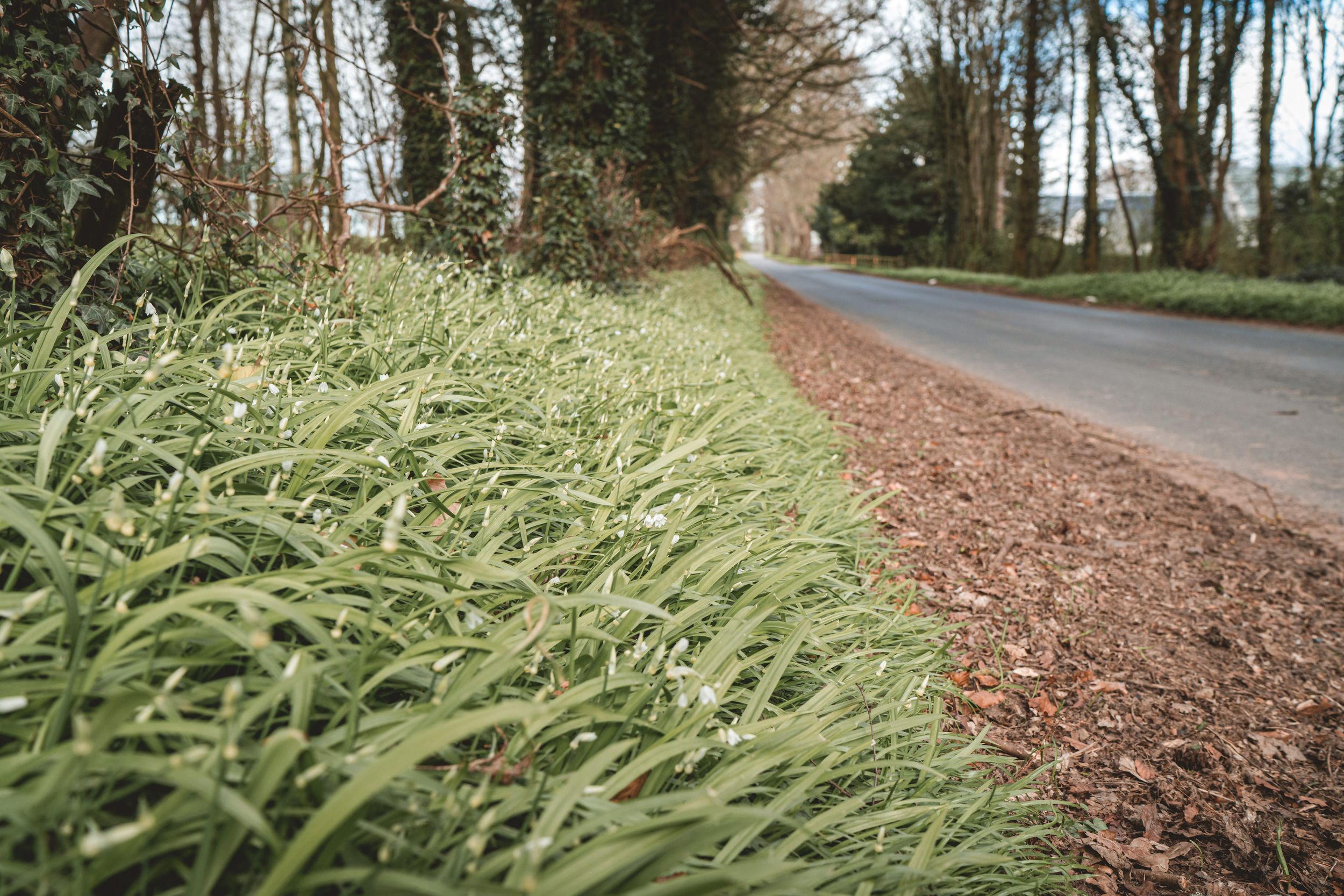 Wild Leek - The Grizzly Forager: The Definitive Guide to Foraging with Kids