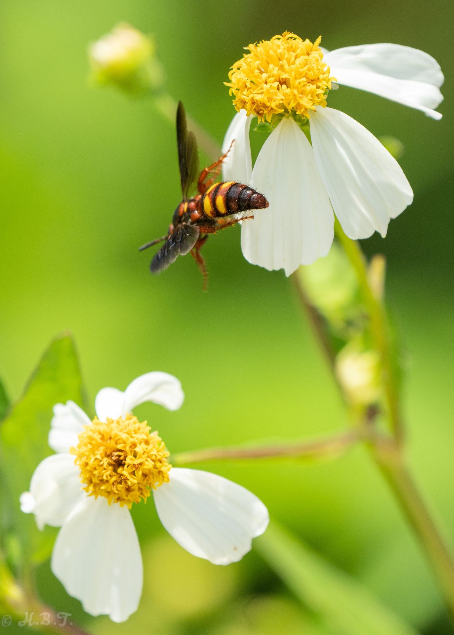 Bees & Wasps - Harry B. Tick