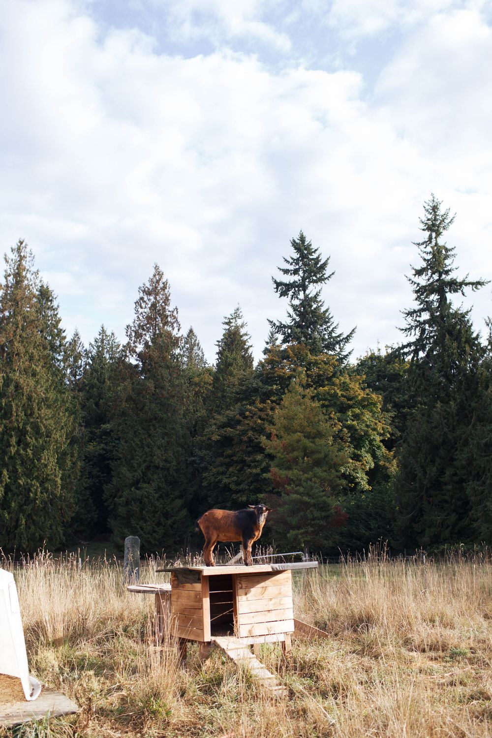 Snohomish Farm family photos: Everett washington family photographer ...