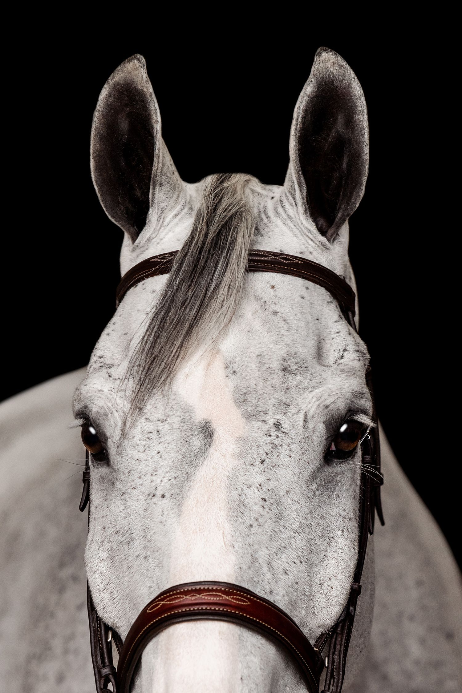 The Horses of Duffy-Housel Group Inc. | Black Background Portraits ...