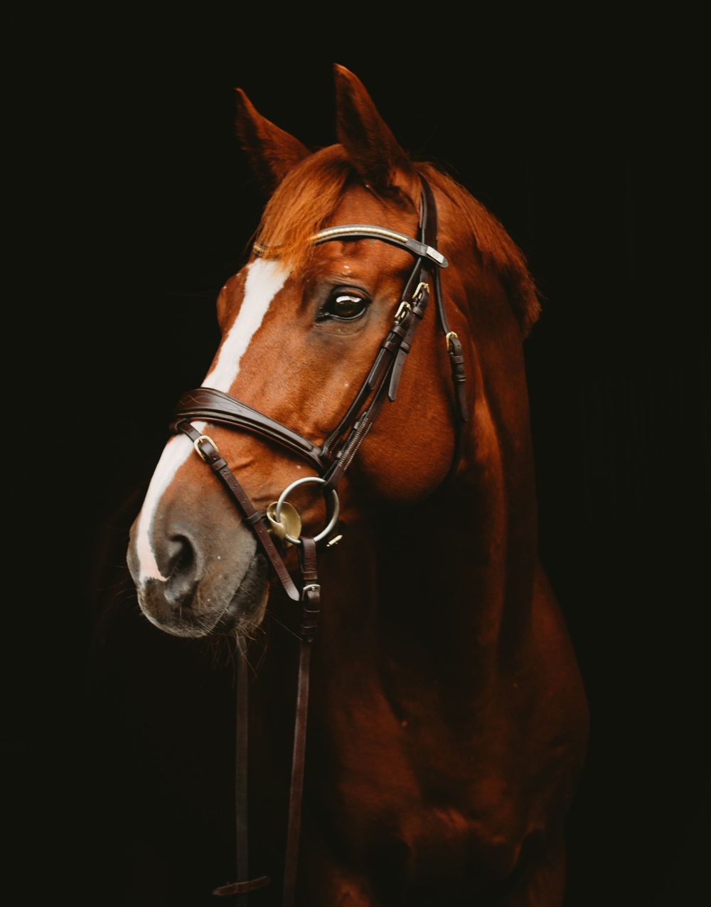 Hest - CB Fotografi