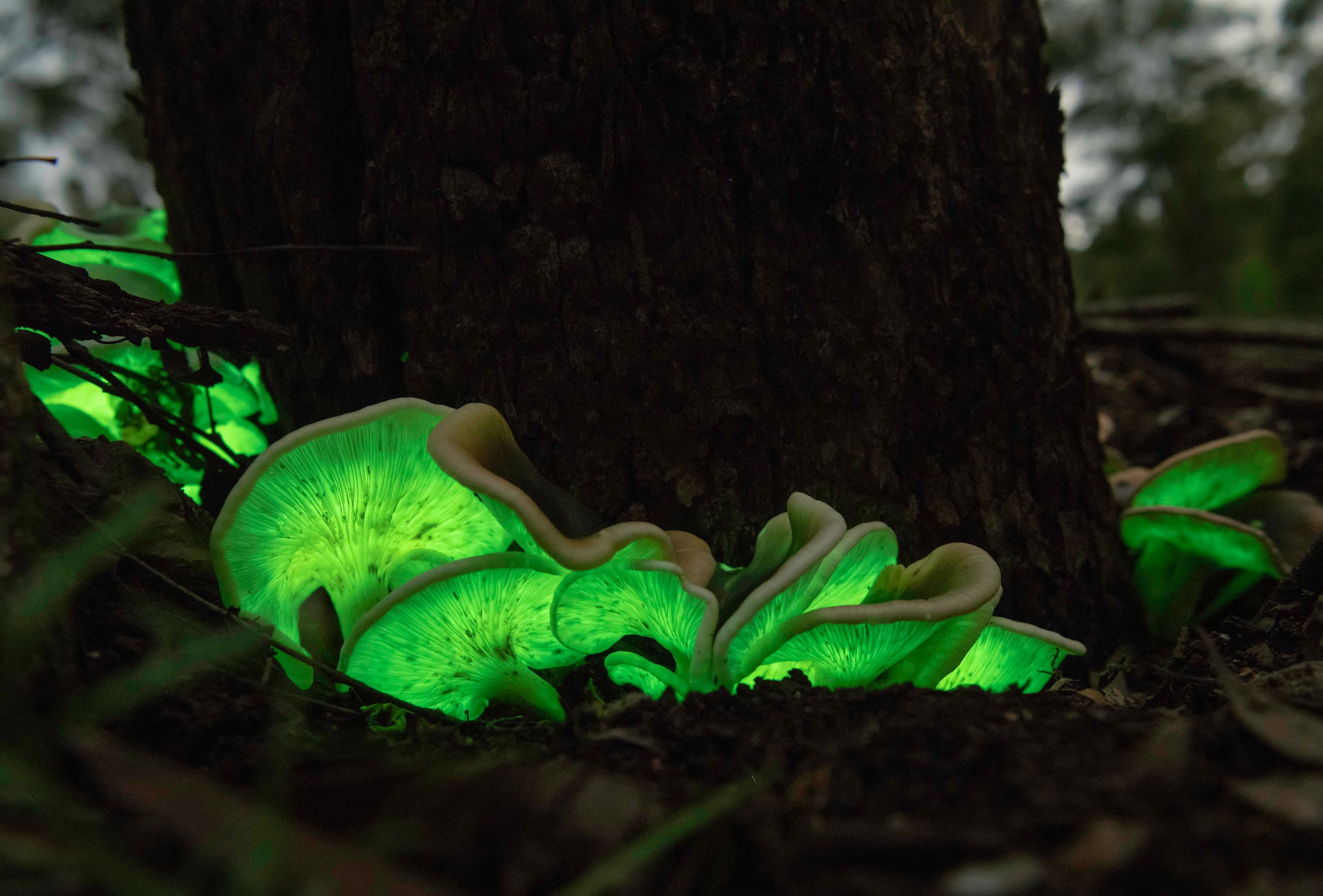 Photograph the Ghost fungus - Ian Williams - Ian Williams