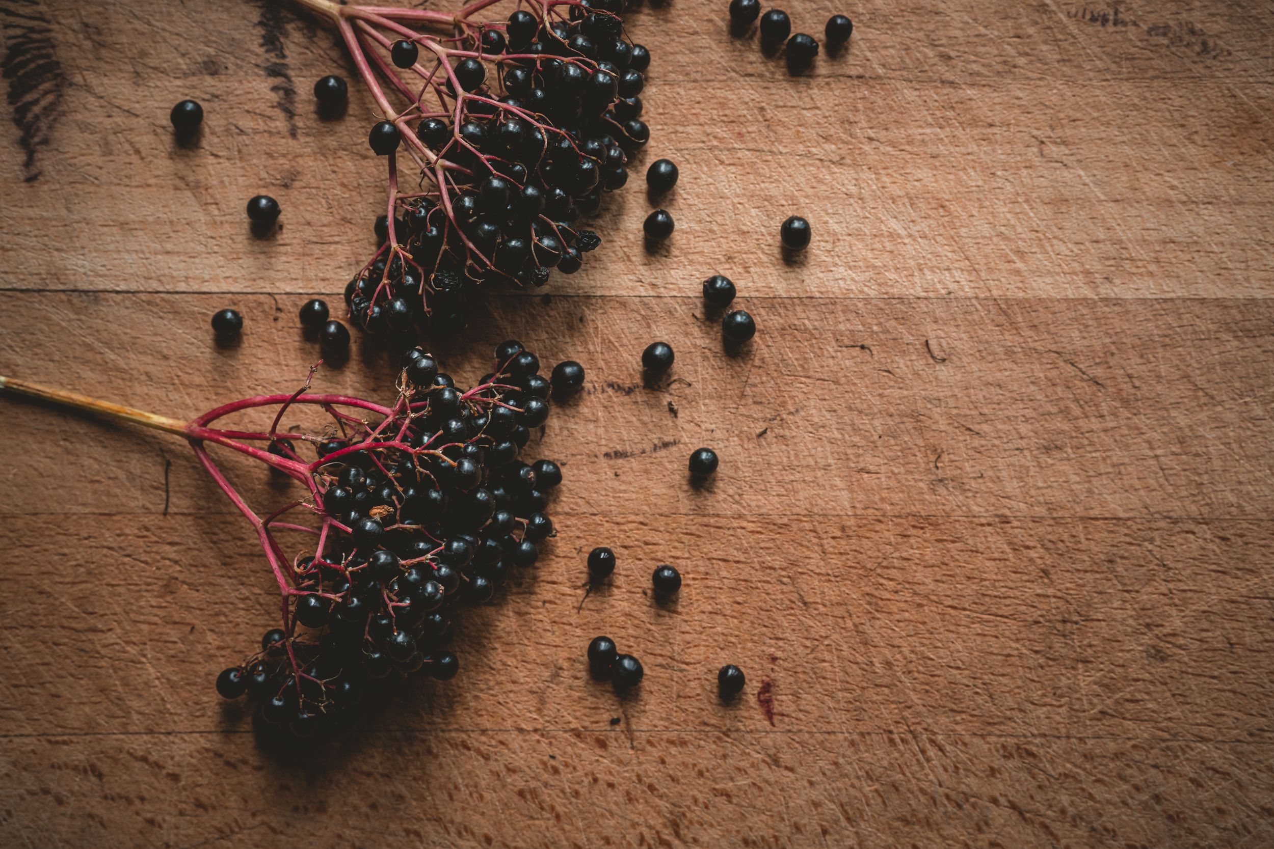 Elderberry - The Grizzly Forager: The Definitive Guide to Foraging with ...