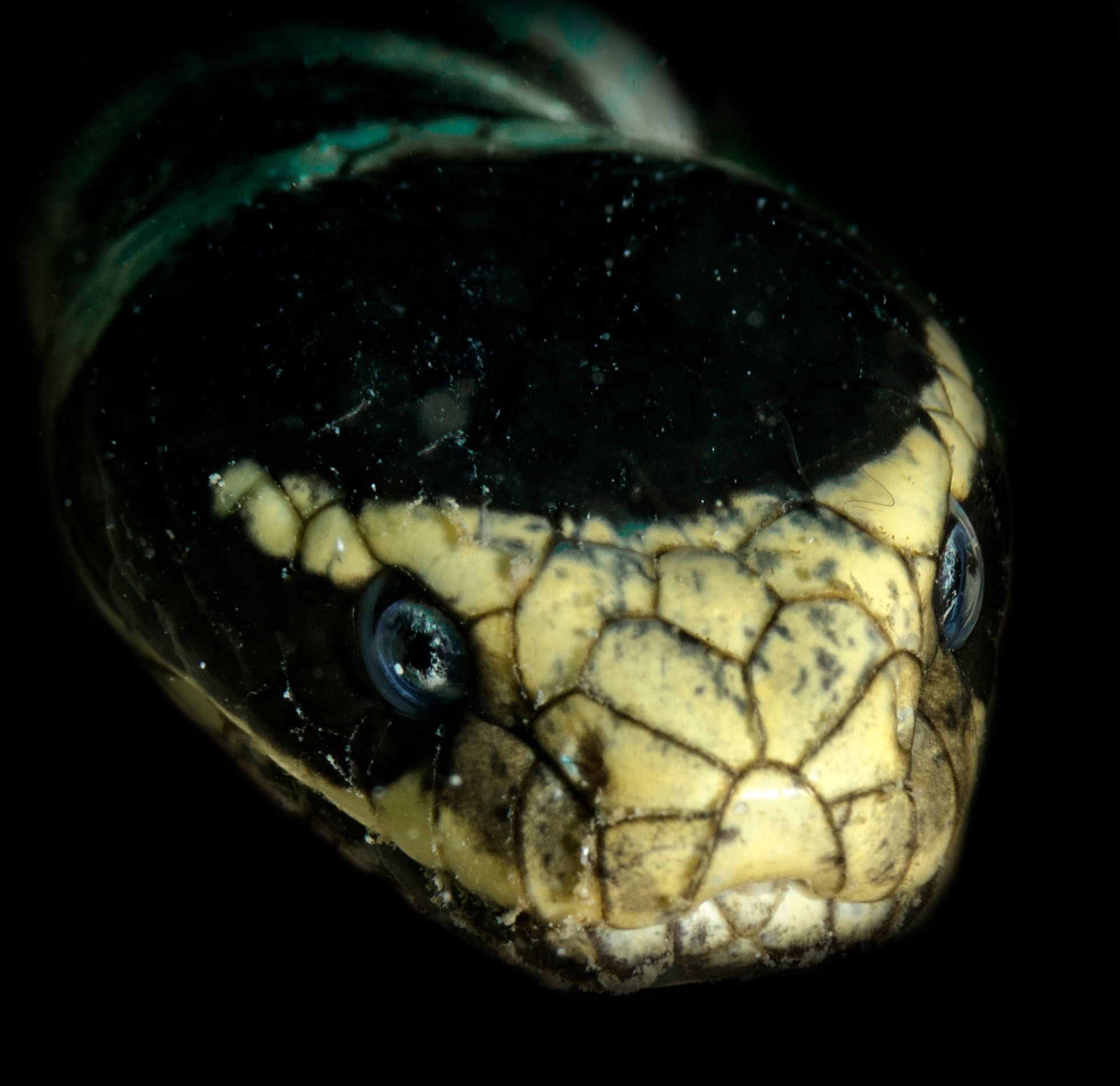 Zach Ransom Photography