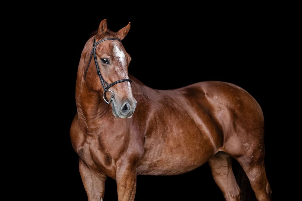 Dunkin | Honoring Lesson Horses | Lofty Heart Stables - Buffalo, WNY ...