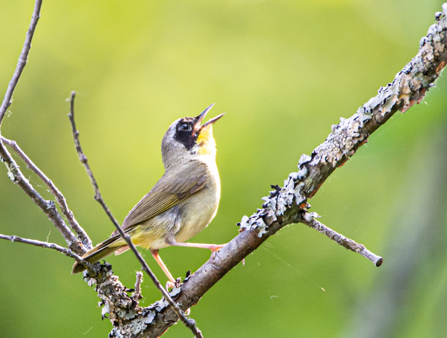 Birds - Aaron Thibault Photography