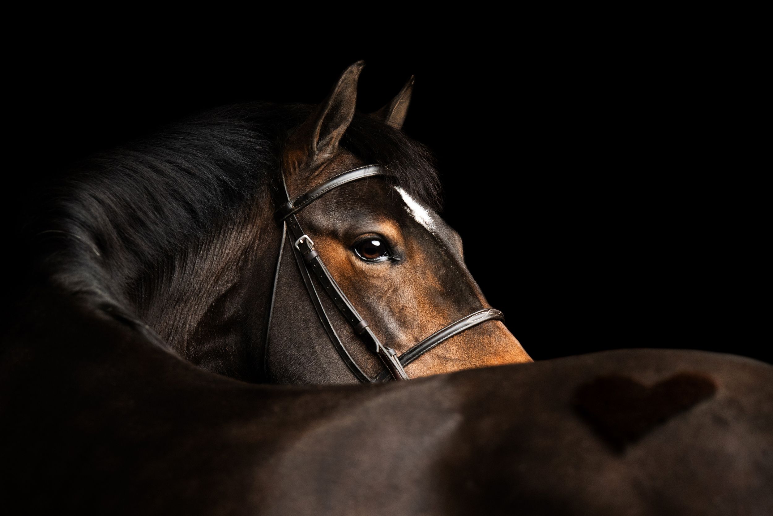 Equine Black Background Portraits - Buffalo, WNY Horse and Pet ...