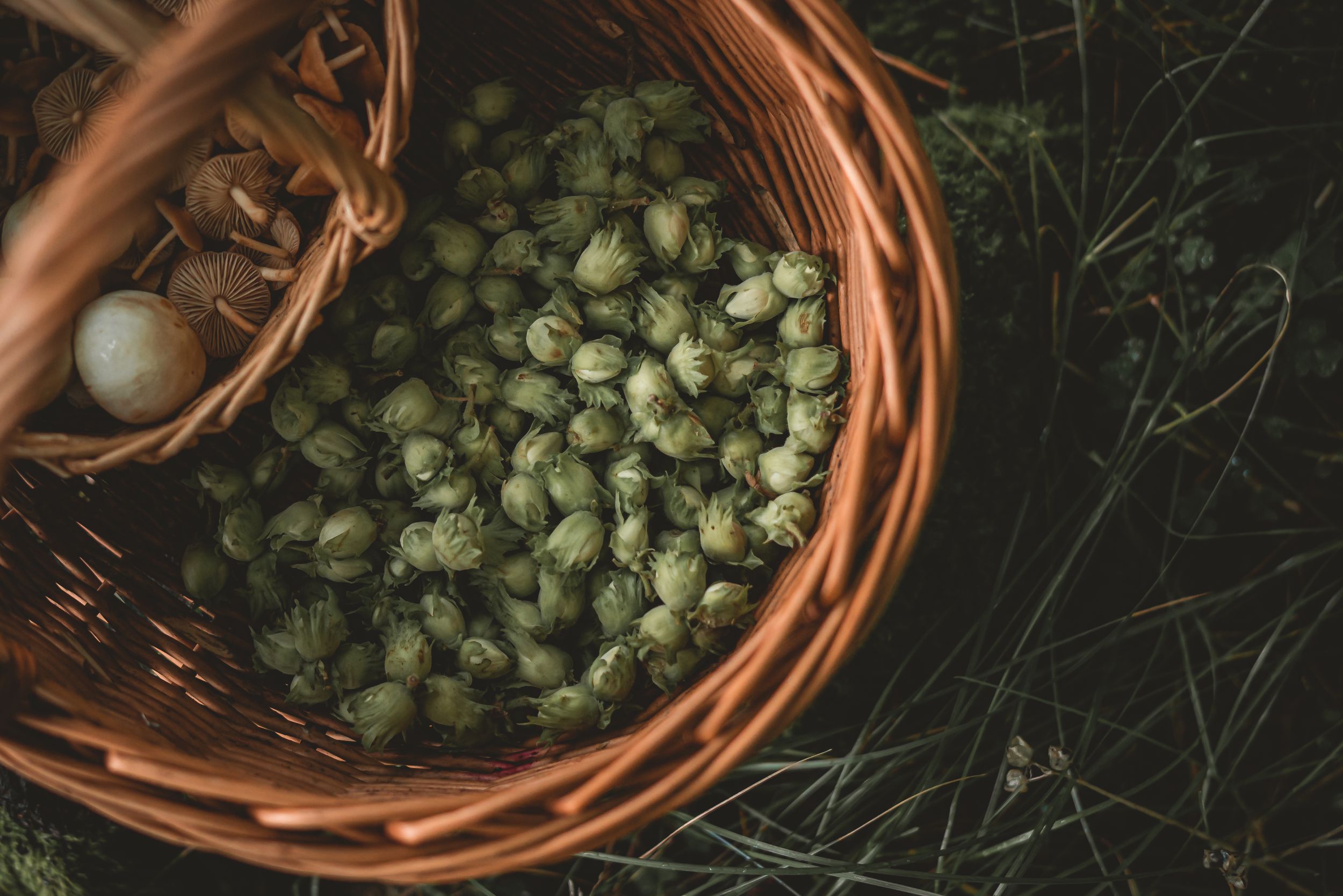 Hazelnuts - The Grizzly Forager: The Definitive Guide to Foraging with Kids