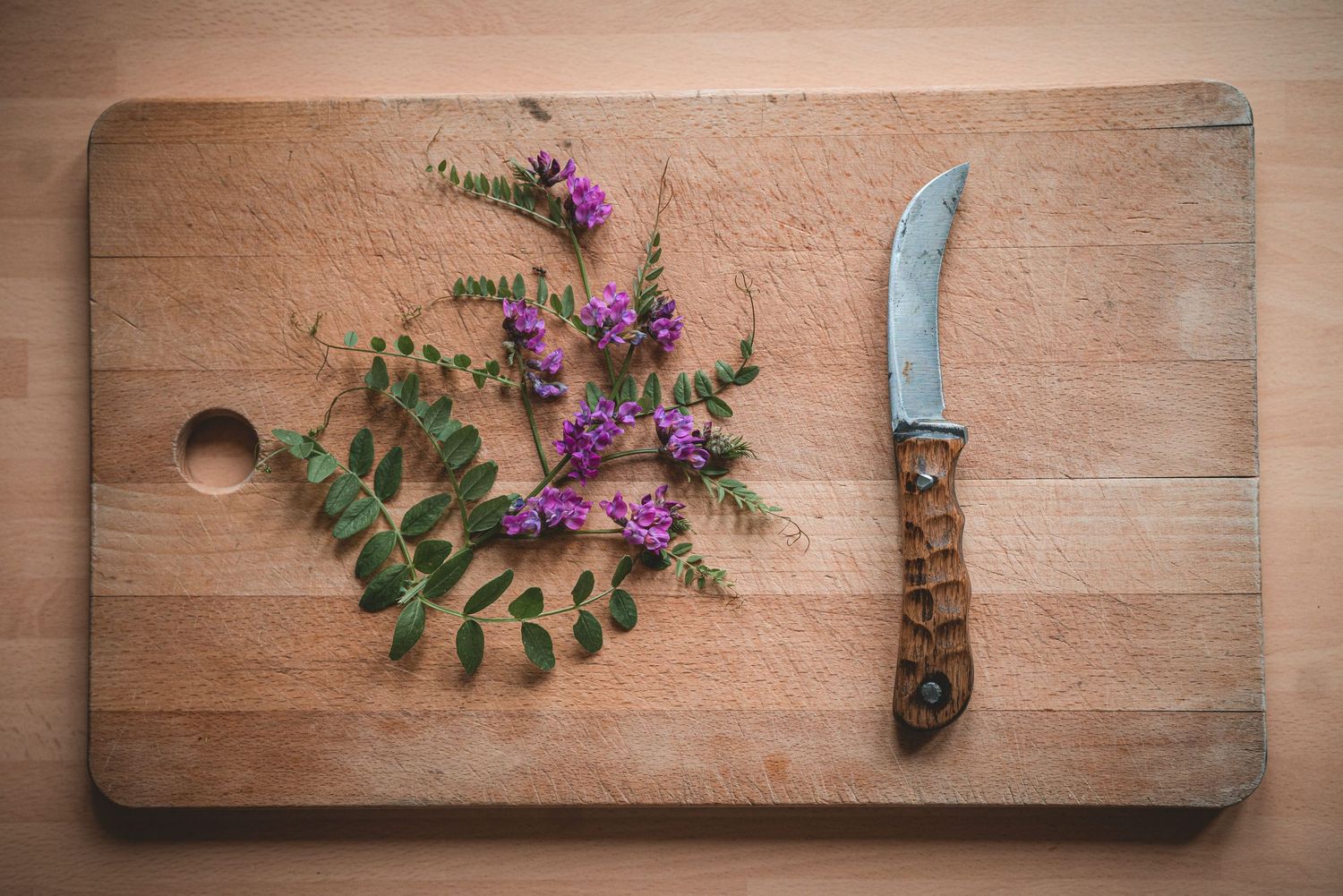 Common Vetch - The Grizzly Forager: The Definitive Guide to Foraging ...