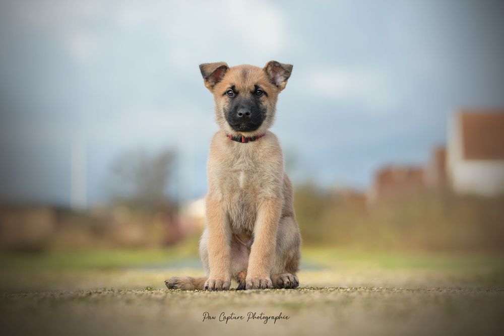 Wedding Copy Copy - Paw Capture photographie