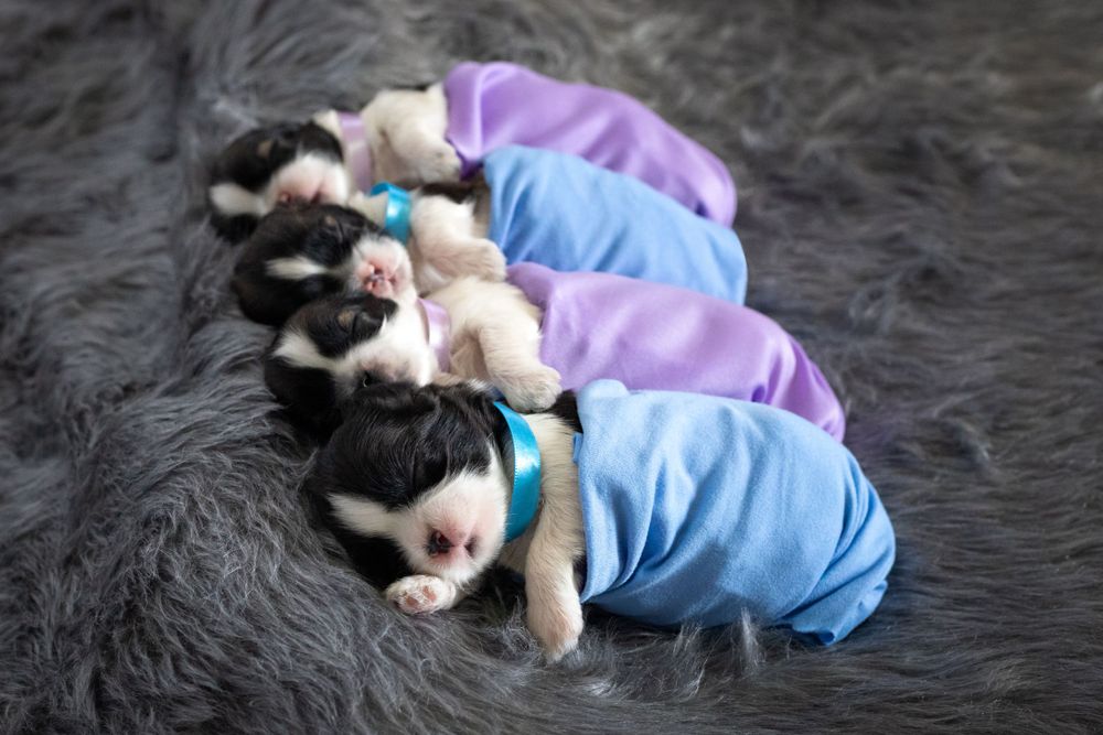 NEW BORN - ANA ABDO FOTOGRAFÍA CANINA