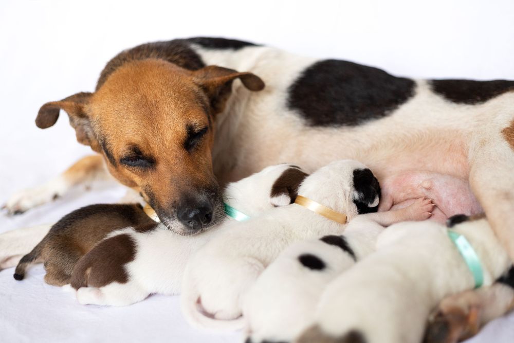 NEW BORN - ANA ABDO FOTOGRAFÍA CANINA