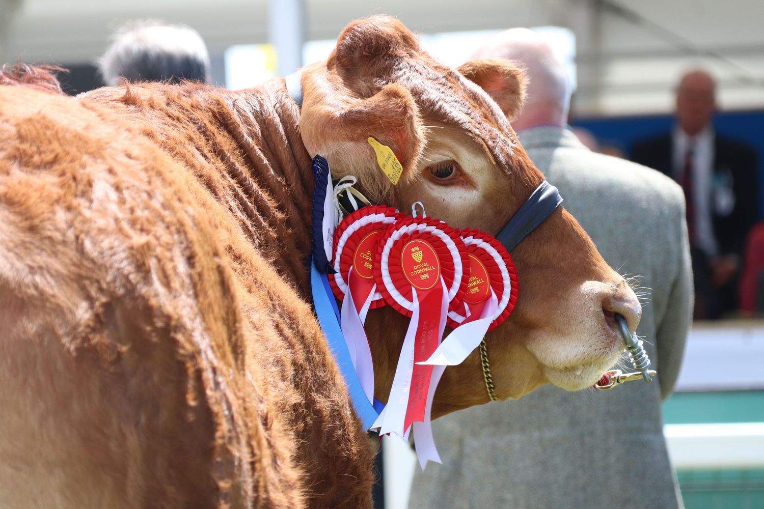 Editorial - Debbie Walters