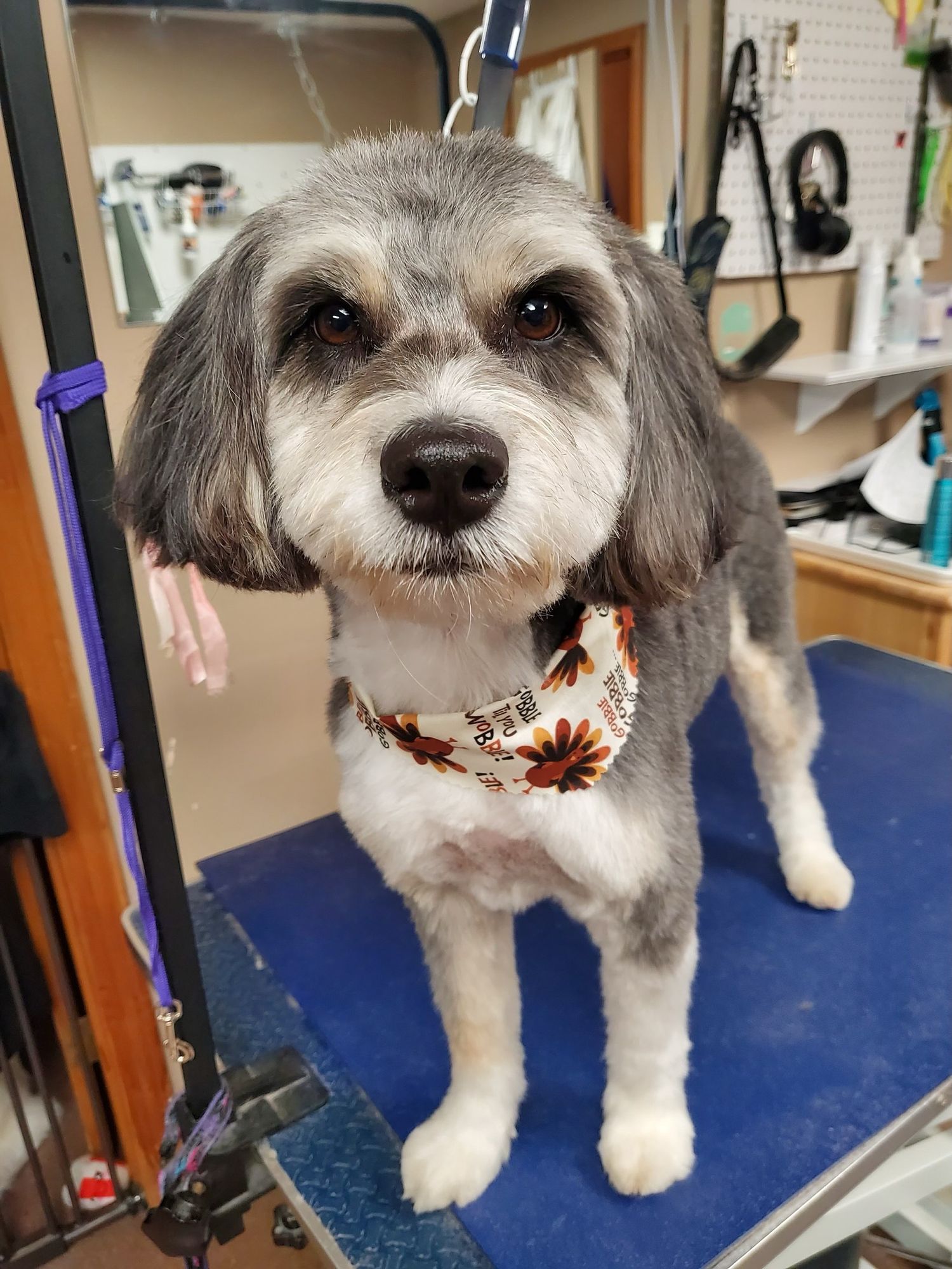 Bark Easy Pet Grooming