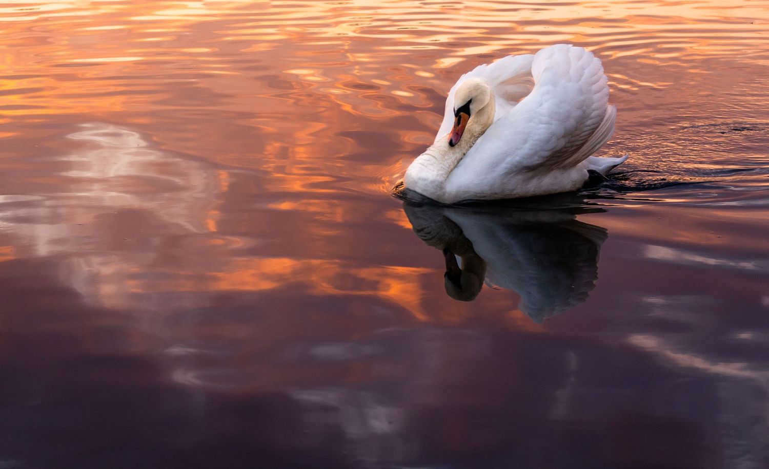 Naturfoto - Bilder til salgs, print til salgs - Mariehelenefoto - Marie ...