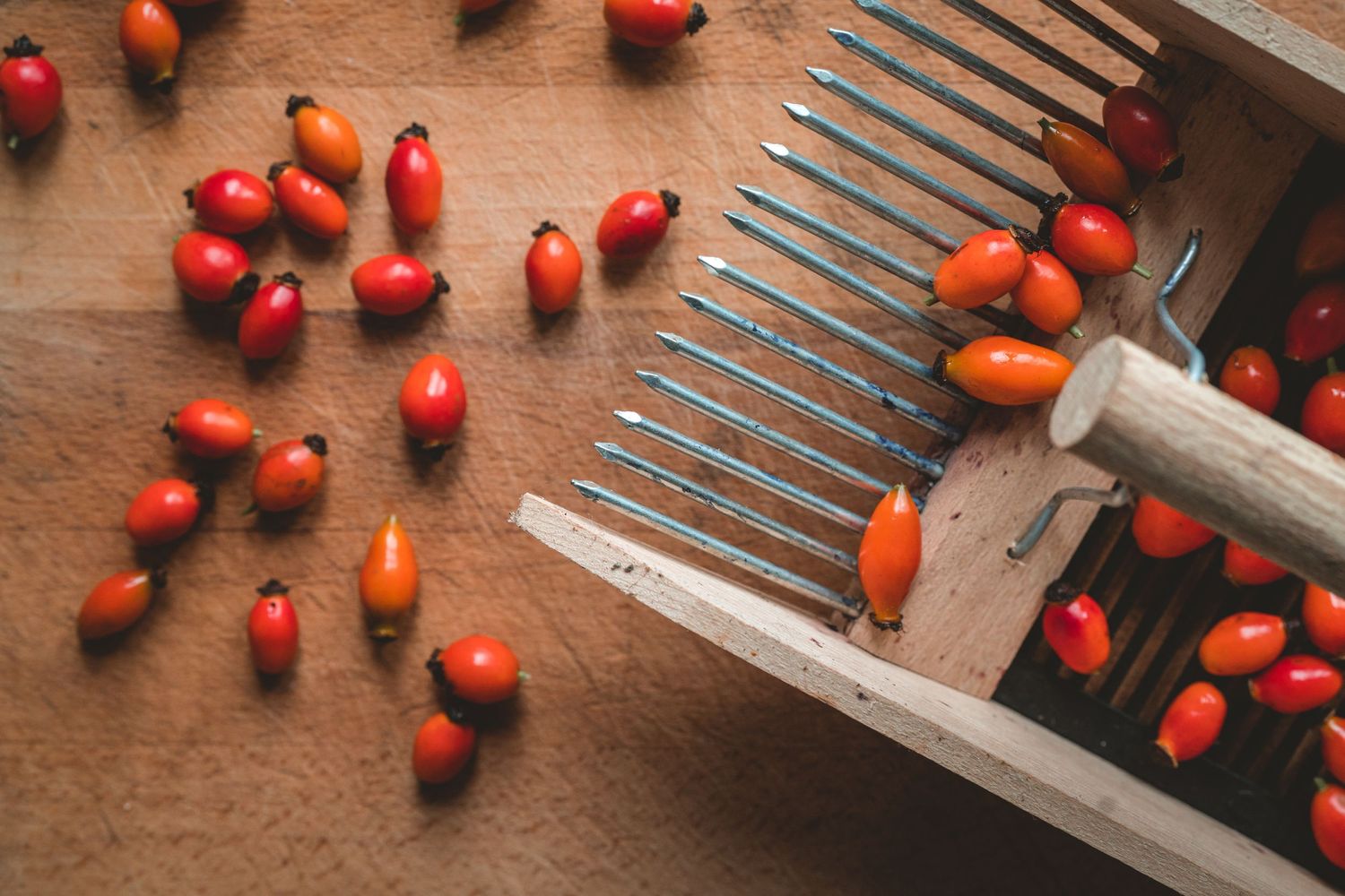 Rosehip - The Grizzly Forager: The Definitive Guide to Foraging with Kids