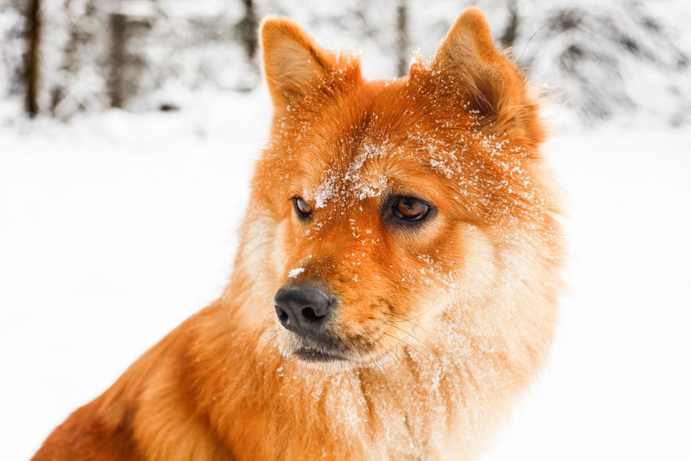 A Fox in Winter - Sharpe Fox Photo