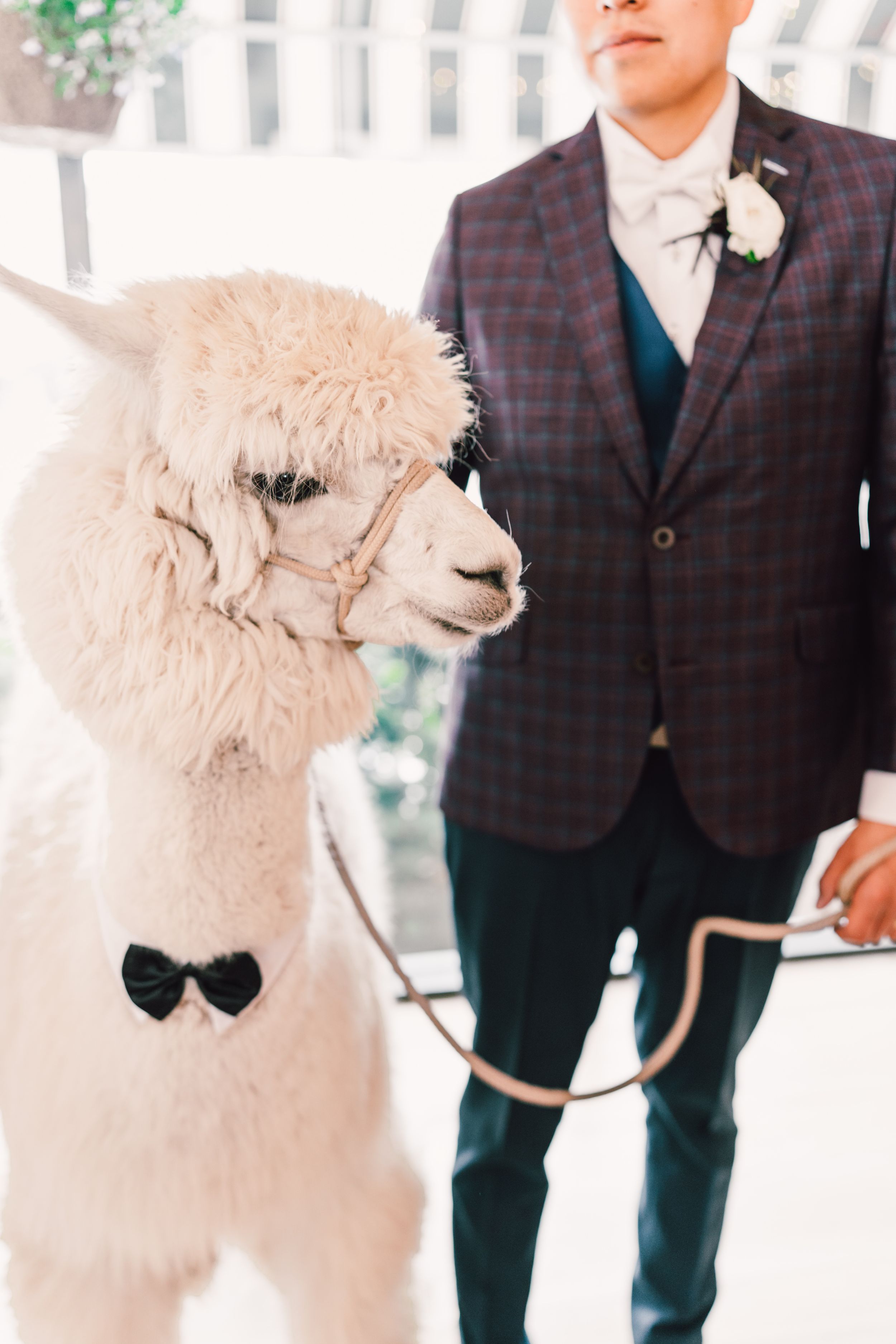 Jessica + Roddy Alpaca Wedding - Peppergrass Ranch