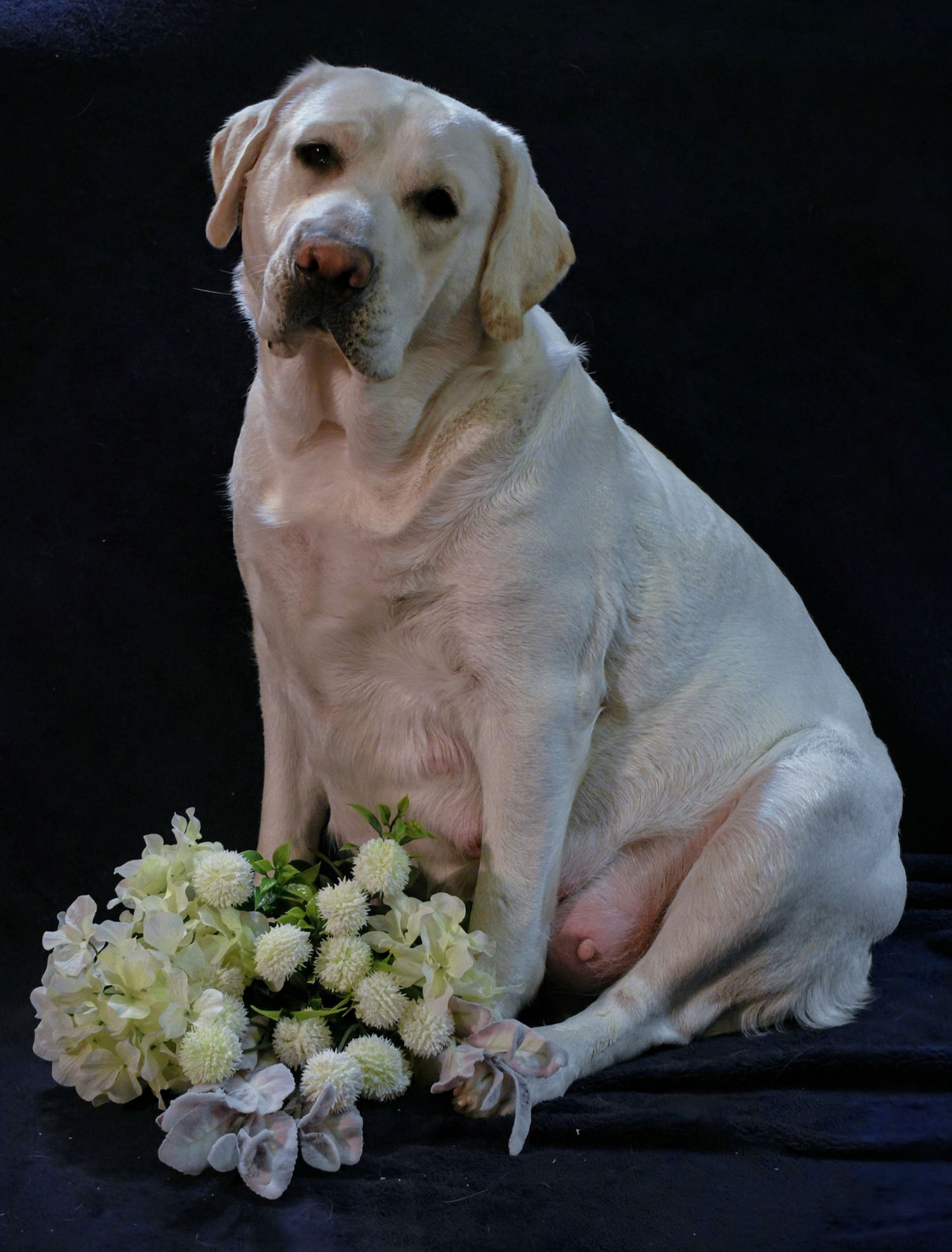 About - Lewing Labradors