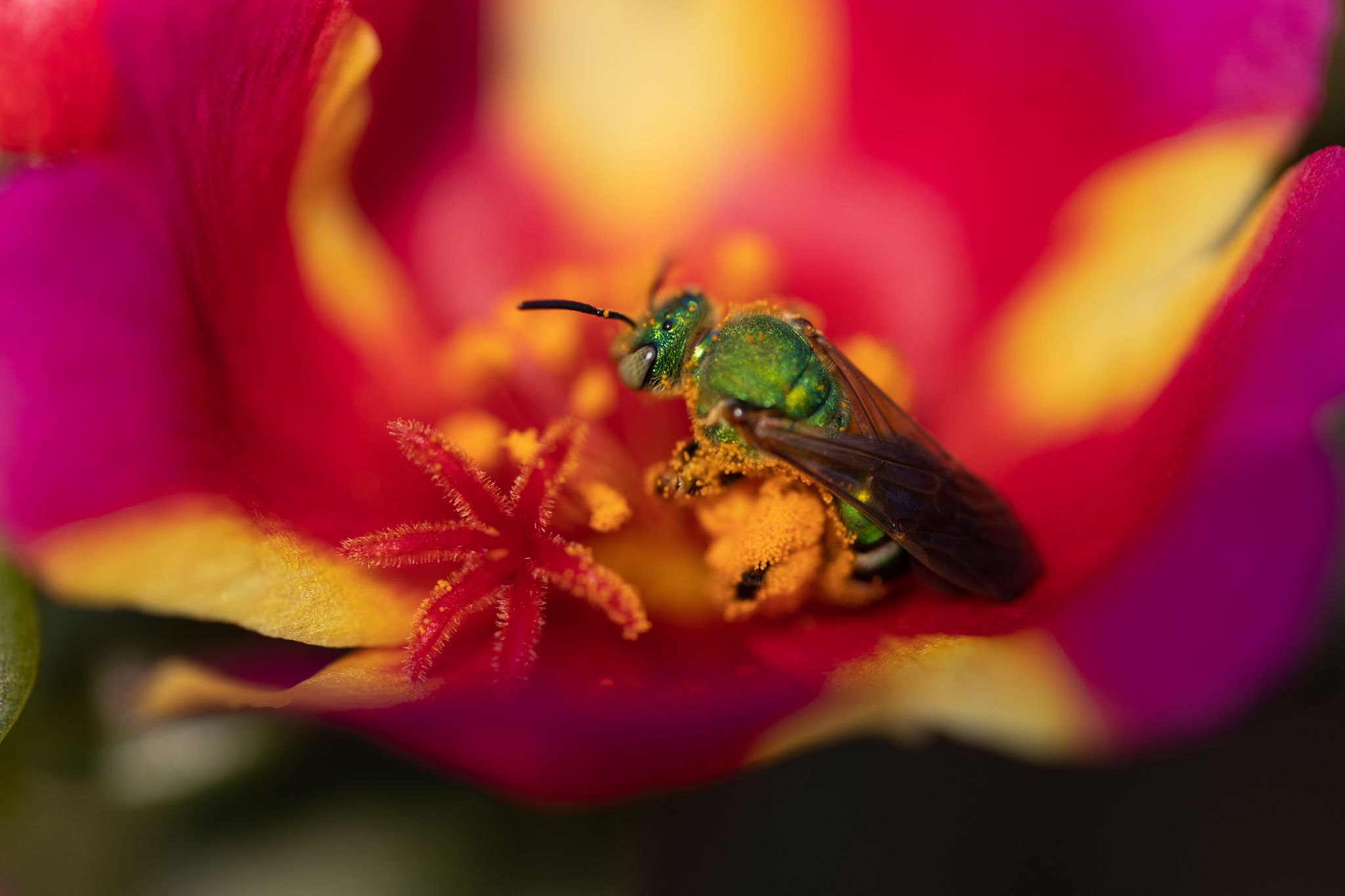 Insects and Other Creatures - Katie Phillippi